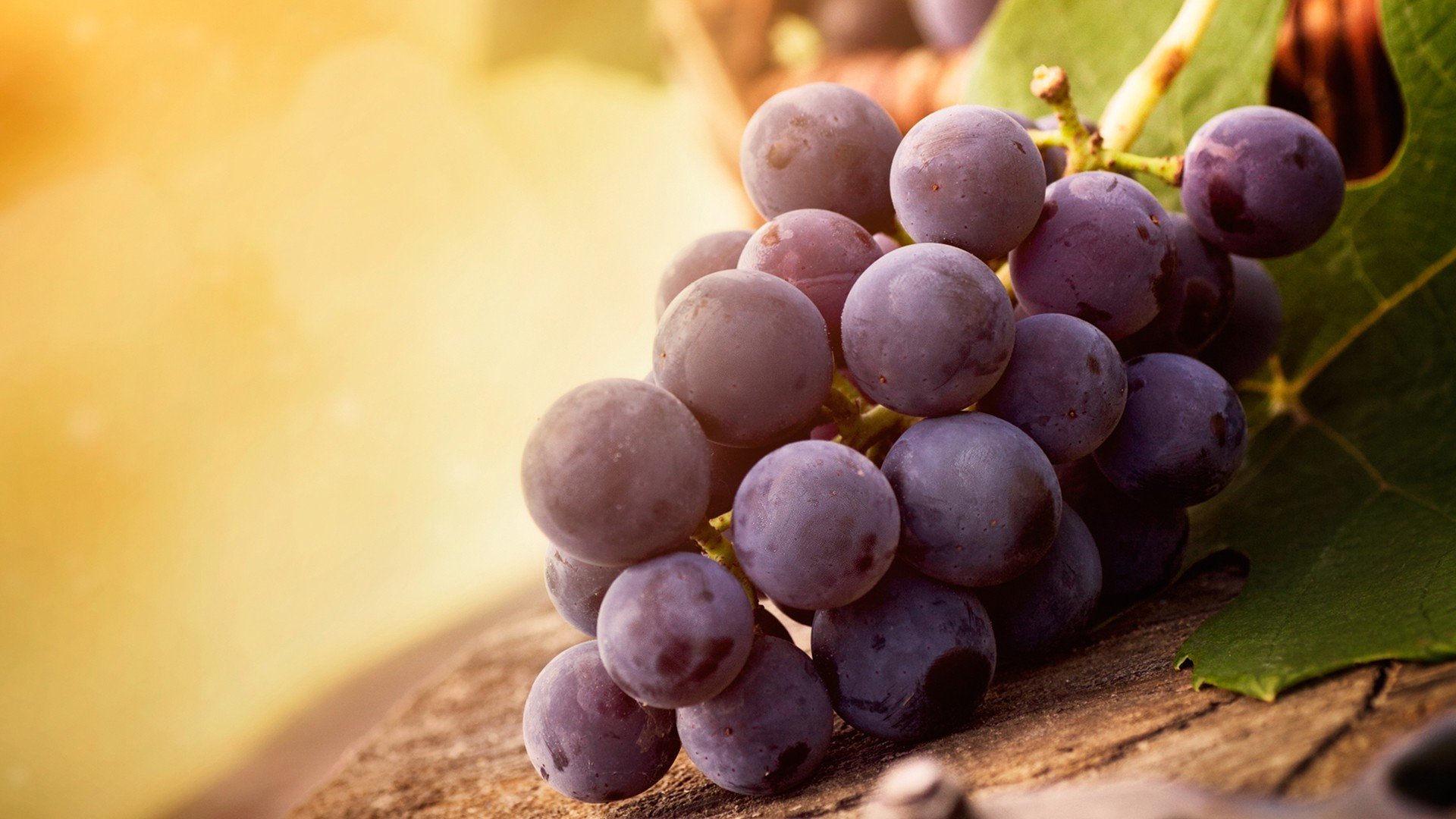 Download Food Grapes HD Wallpaper