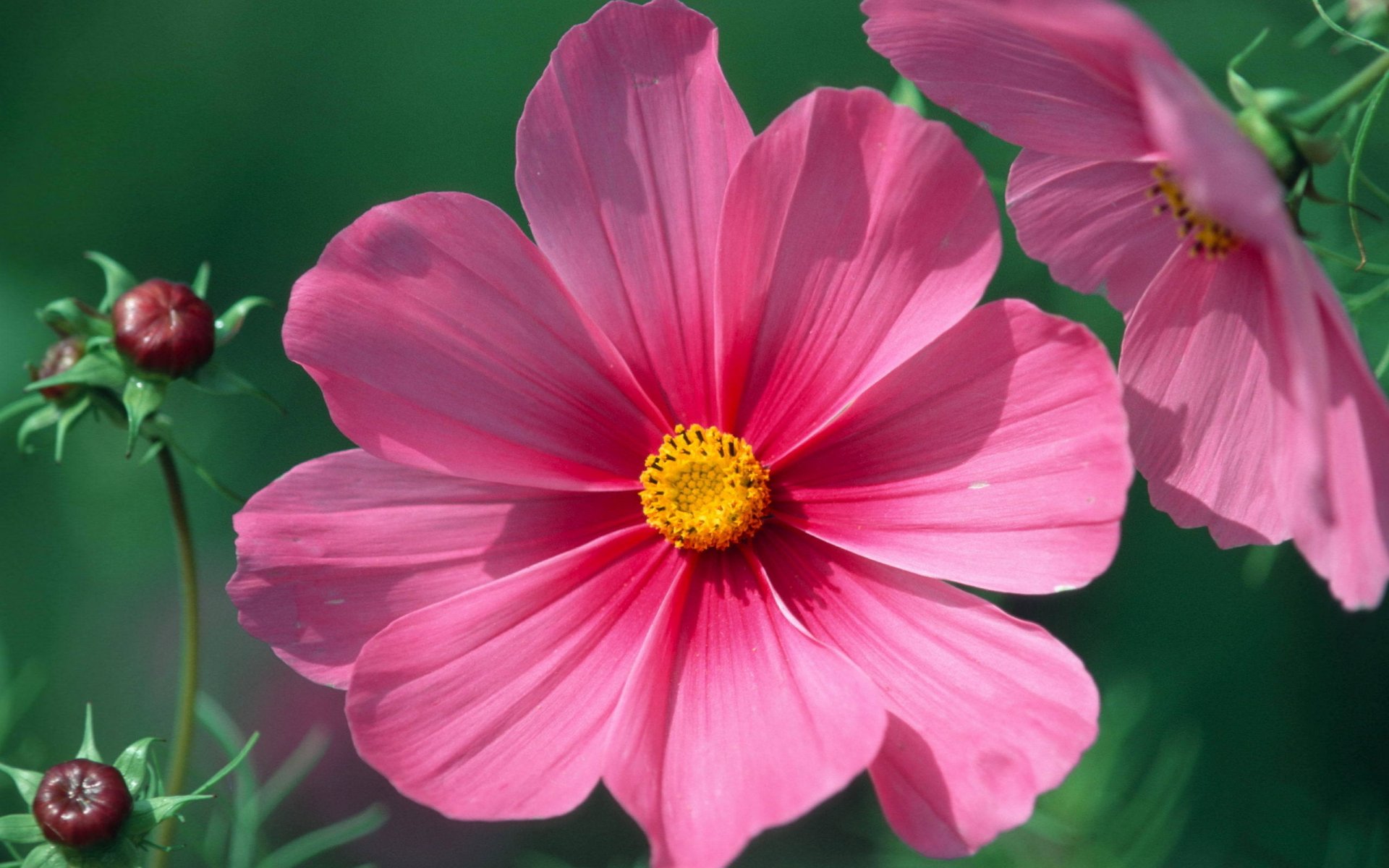 Vibrant Nature Bloom – HD Flower Wallpaper