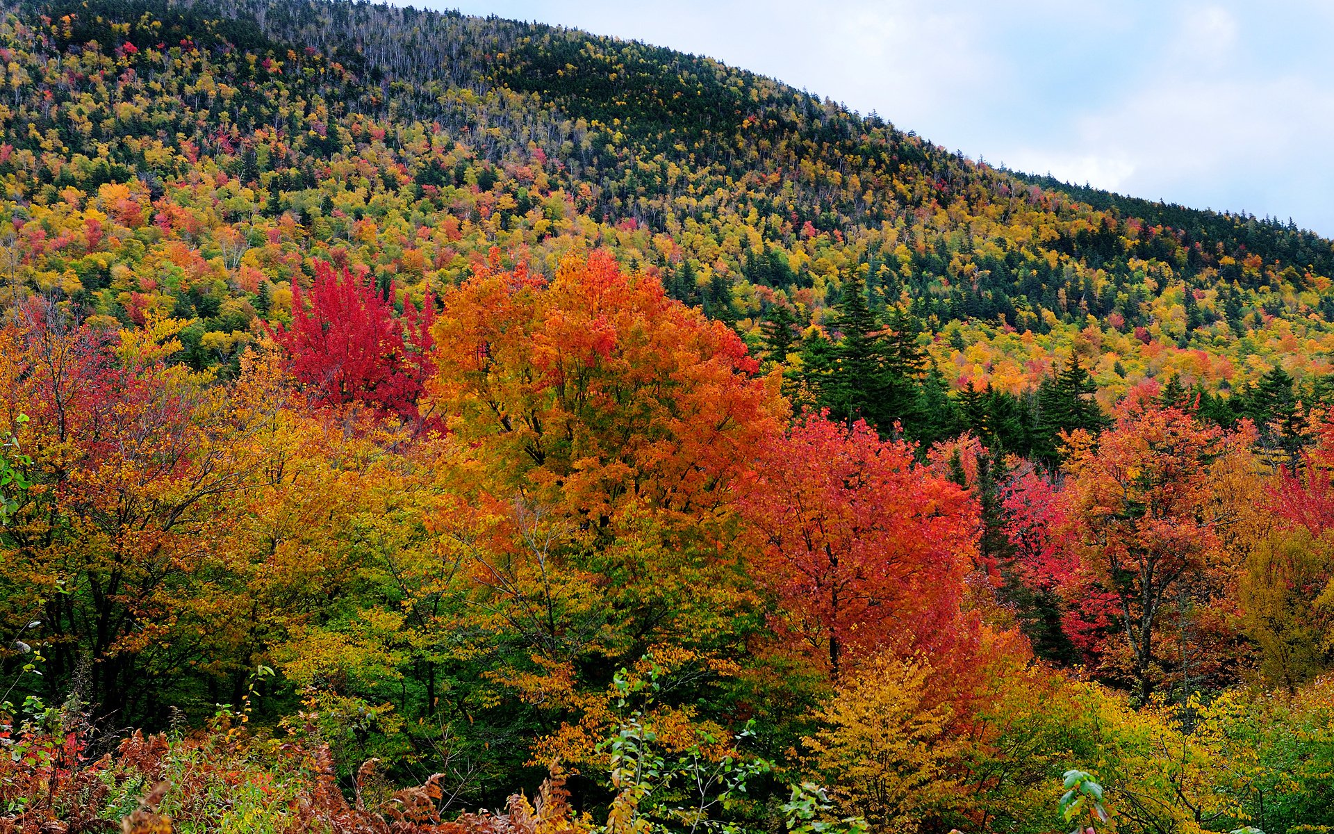 Vibrant Fall Wonderland: HD Nature's Autumn Splendor