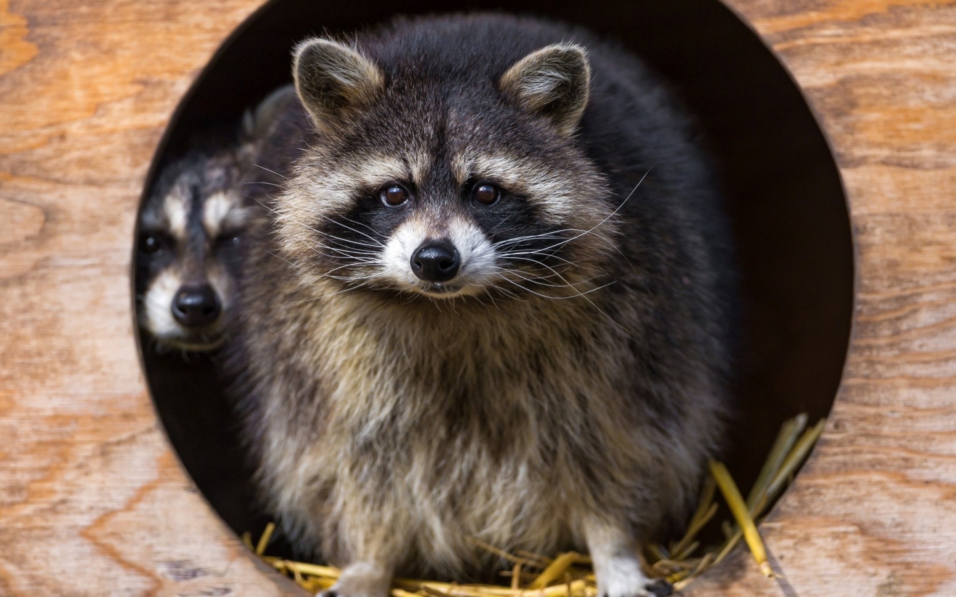 Download Animal Raccoon HD Wallpaper