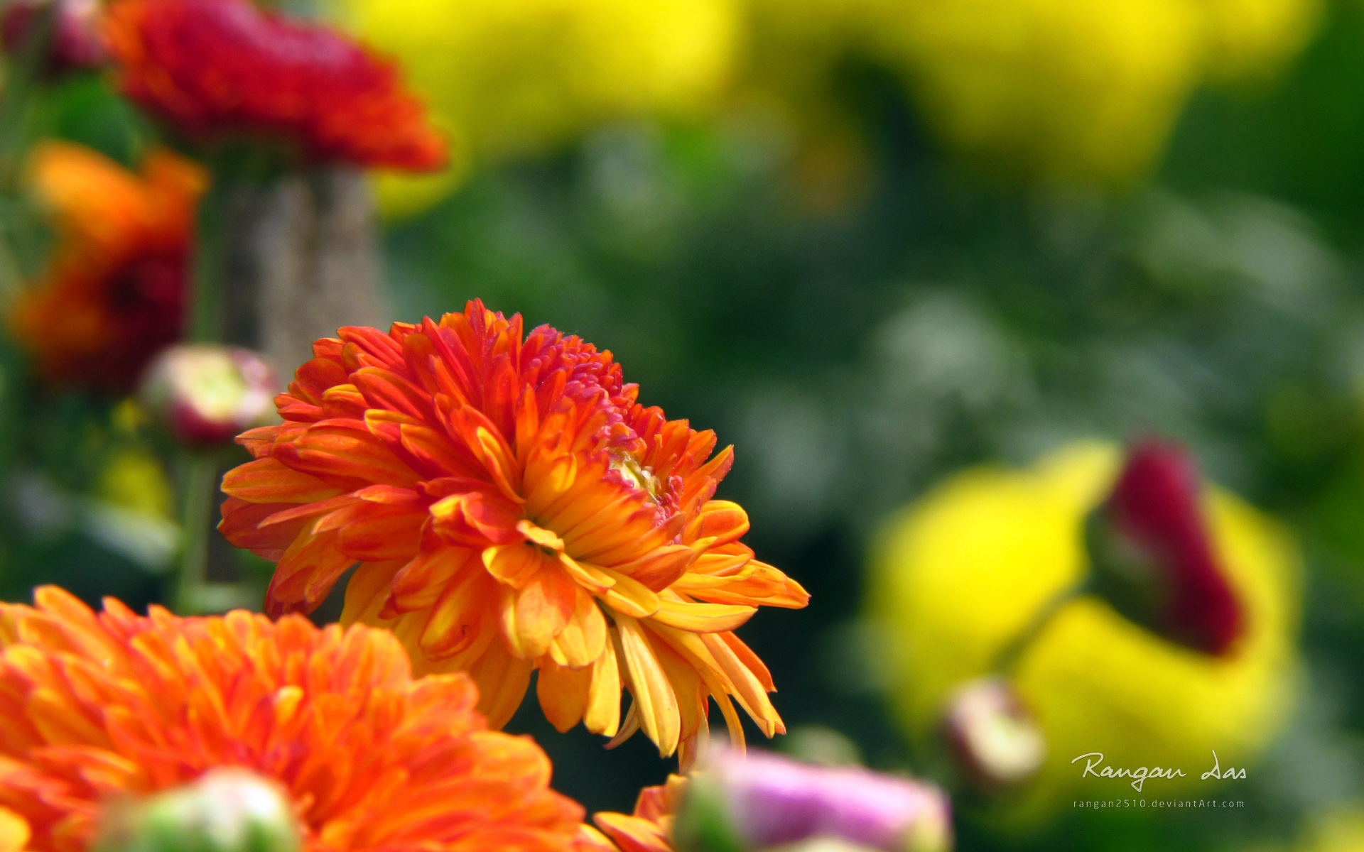 Download Nature Flower HD Wallpaper
