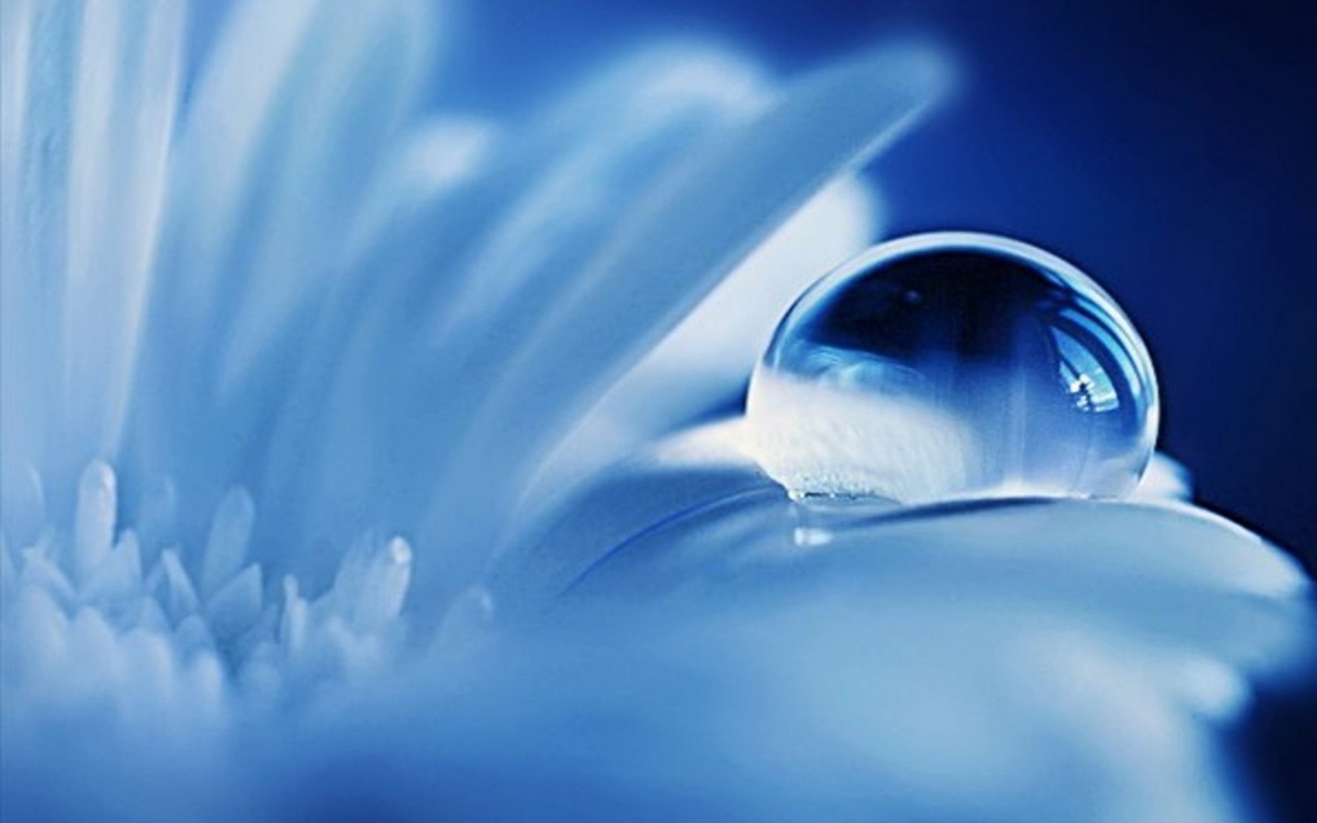 Natures Serenity Hd Wallpaper Of A Captivating Water Drop