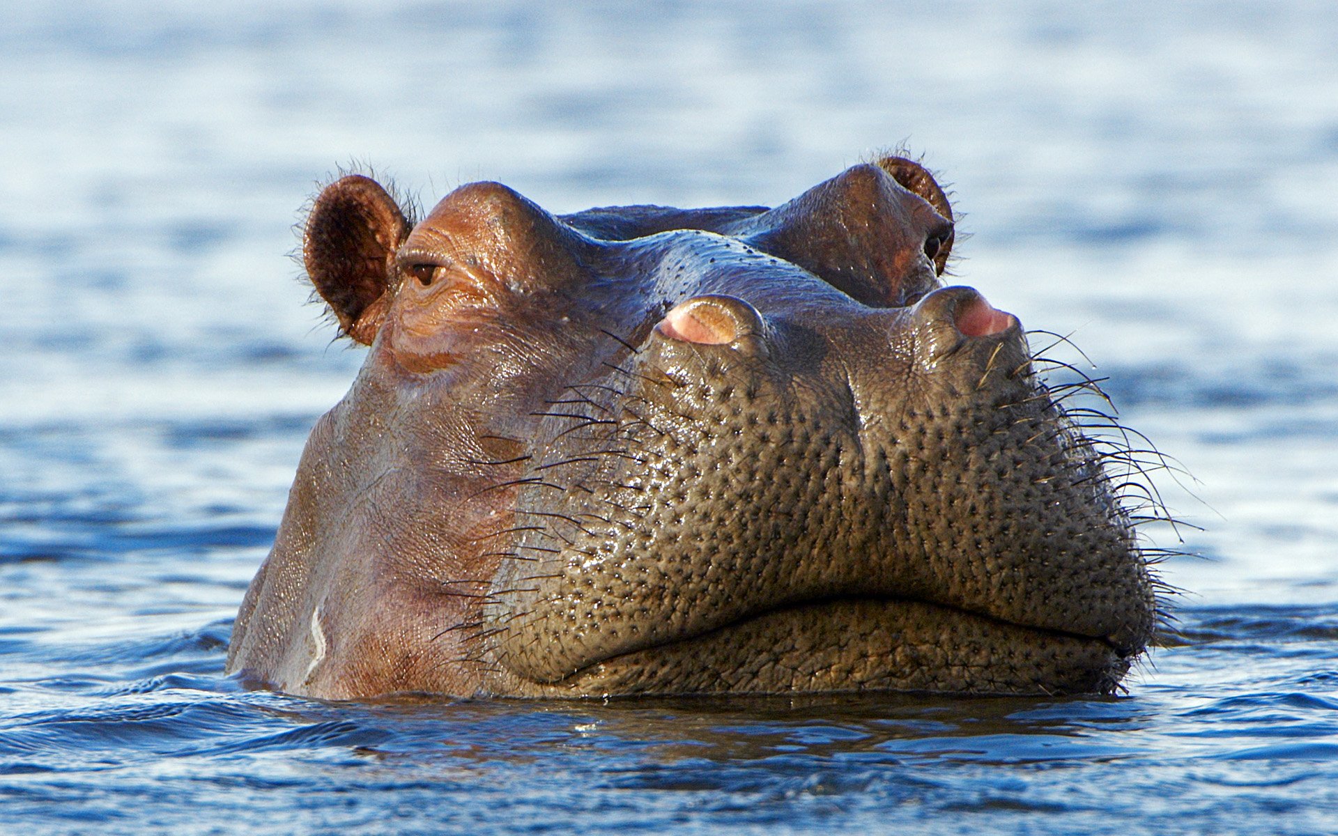 Majestic Hippo in HD: Stunning Animal Wildlife Wallpaper