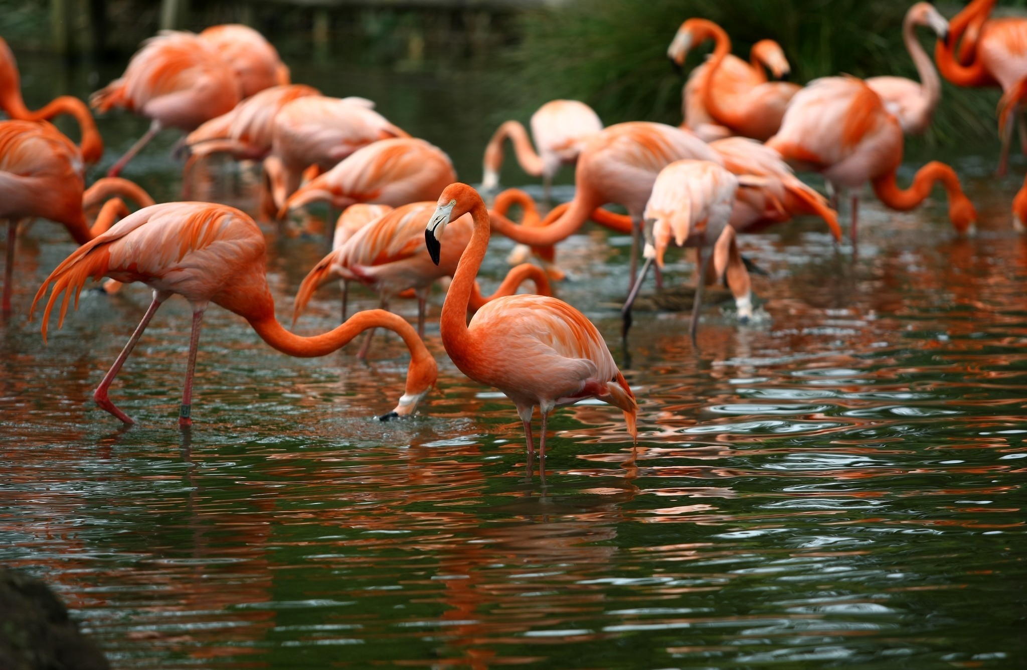 Vibrant Flamingo Flock HD Wallpaper