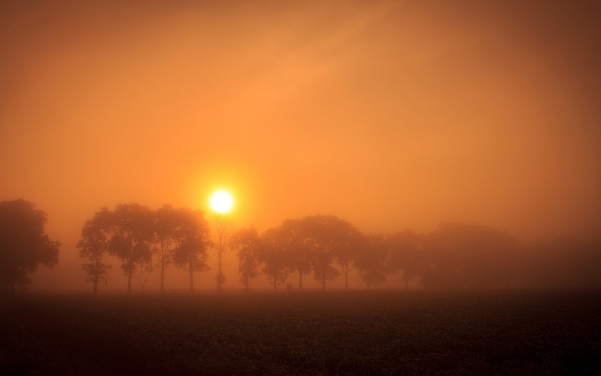 Download Nature Fog HD Wallpaper | 1920x1200 | Wallpaper Abyss