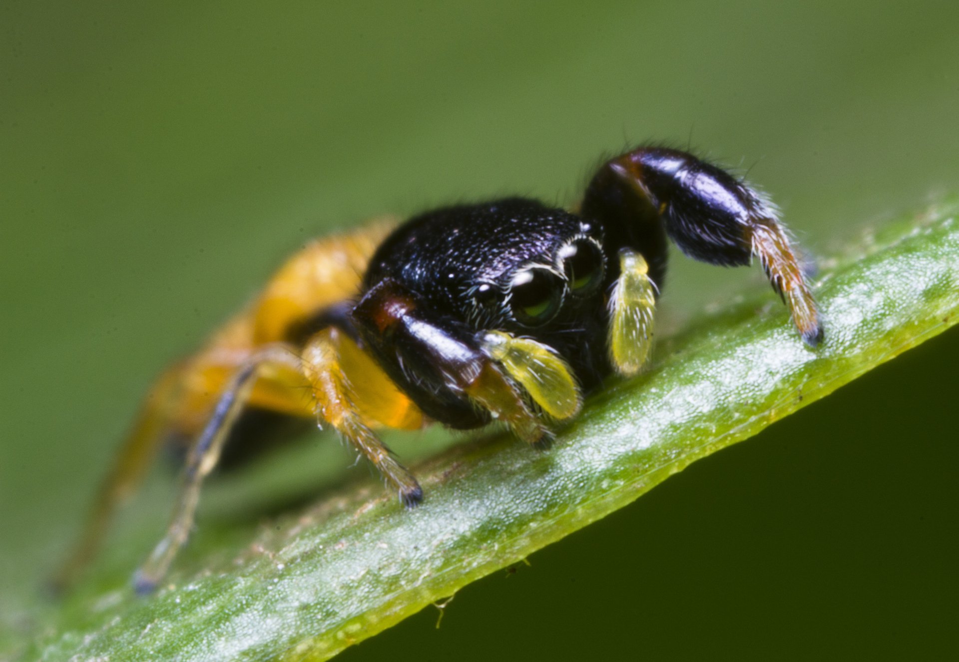 Download Jumping Spider Animal Spider 4k Ultra HD Wallpaper