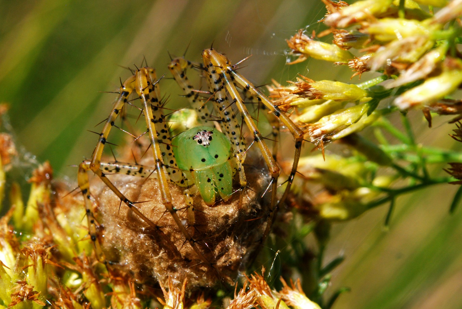 Download Green Lynx Spider Animal Spider 4k Ultra HD Wallpaper