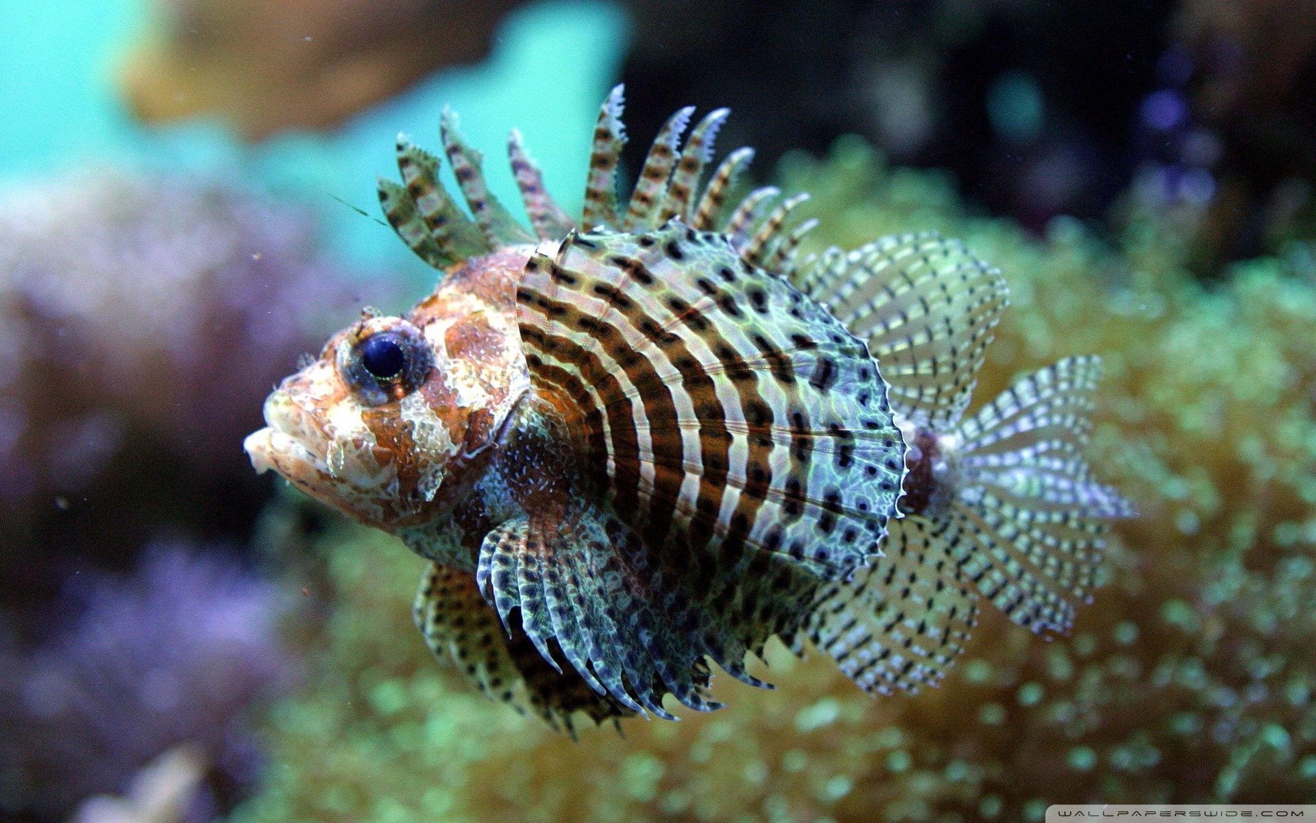 Download Animal Lionfish HD Wallpaper