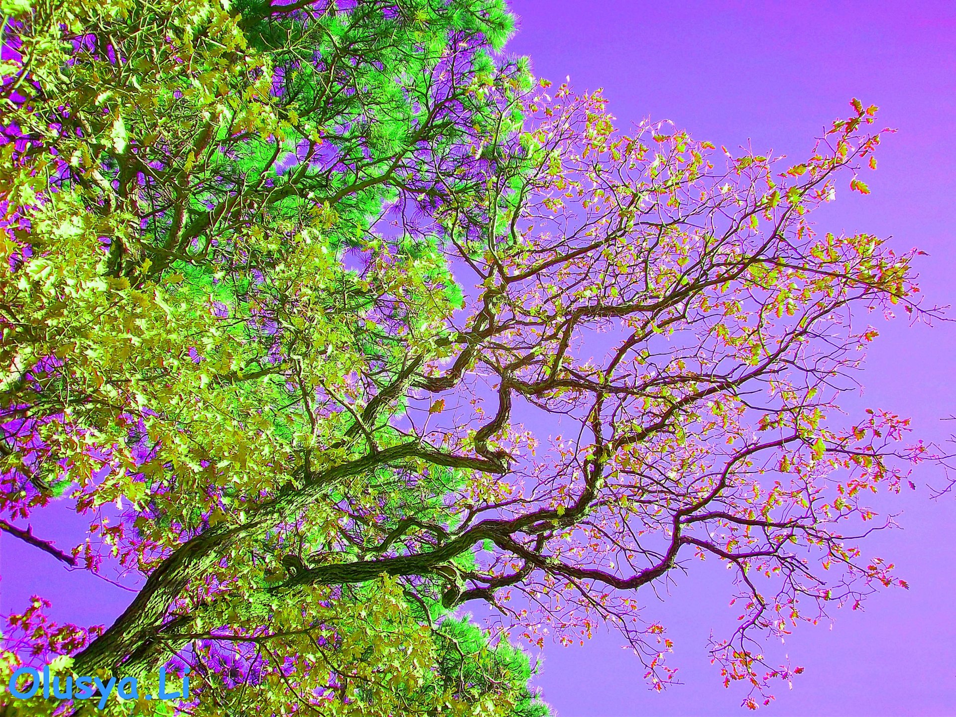 4K Ultra HD Nature’s Majesty: Vibrant Tree Against a Purple Sky