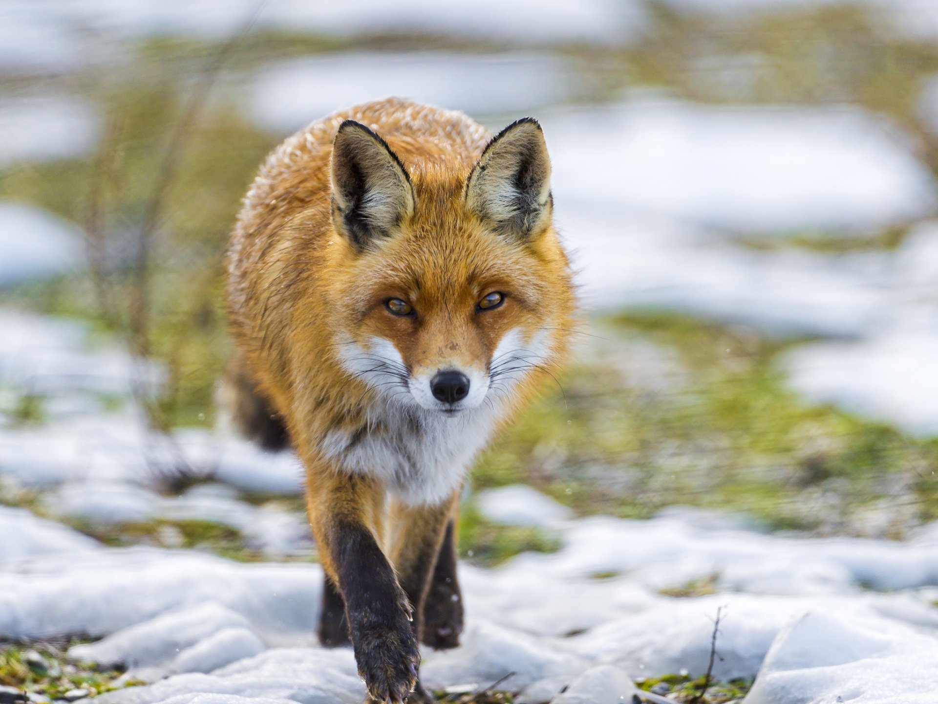 Download Animal Fox HD Wallpaper