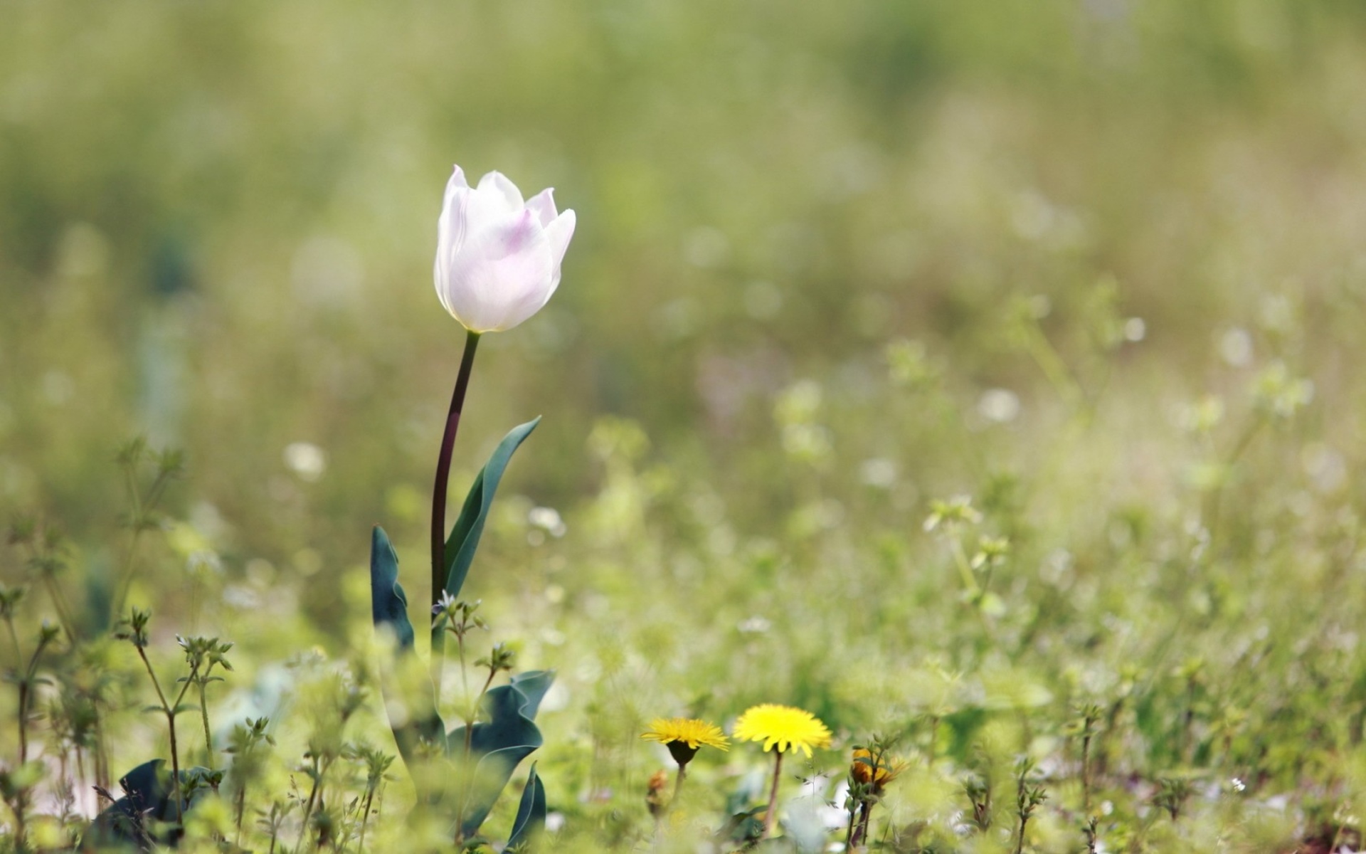 Nature Tulip HD Wallpaper