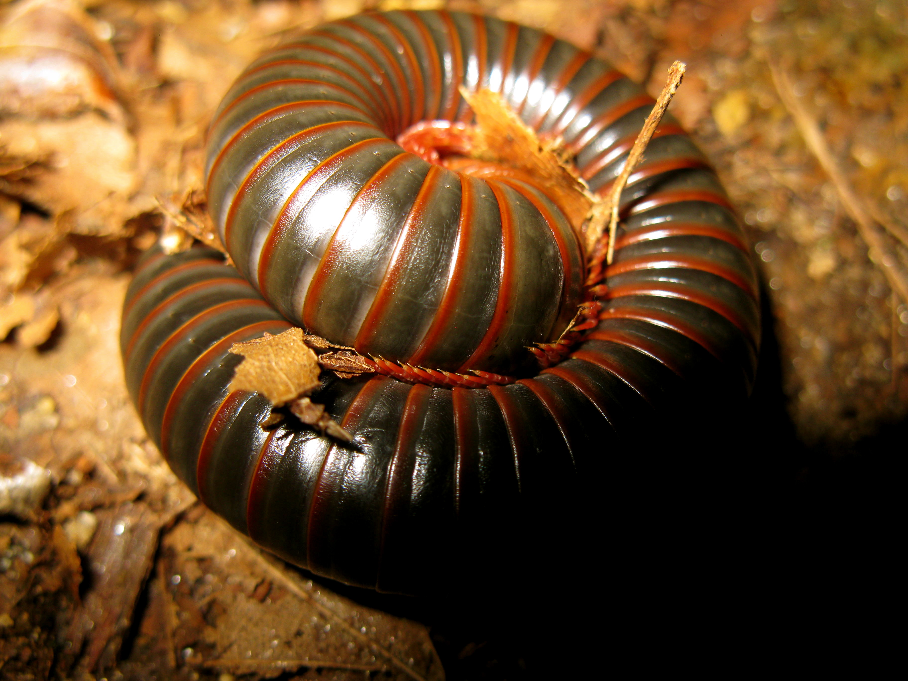 Millipede HD Wallpaper