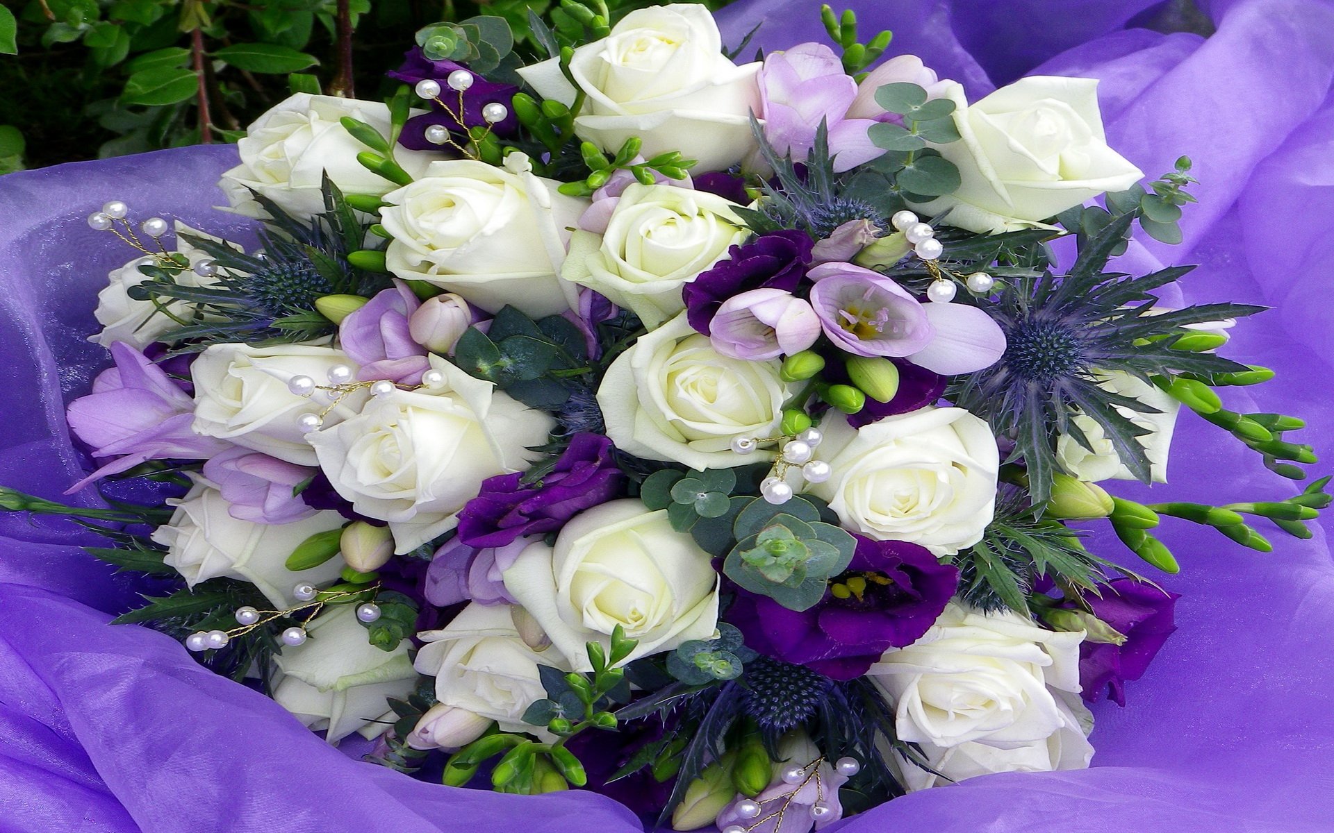 Download Nature Flower HD Wallpaper | 1920x1200 | Wallpaper Abyss