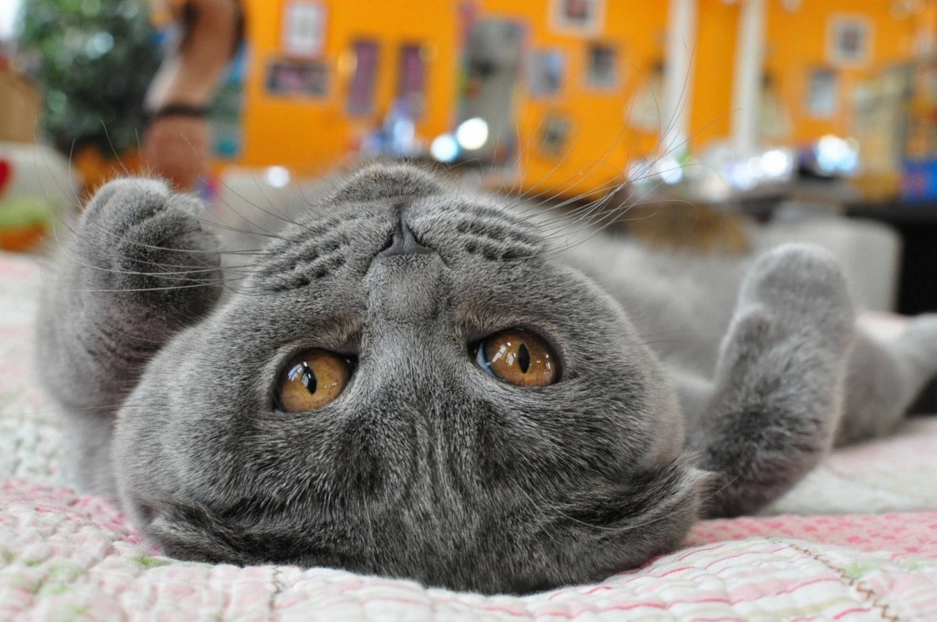 Charming Cat HD Wallpaper: A Cozy Feline Moment