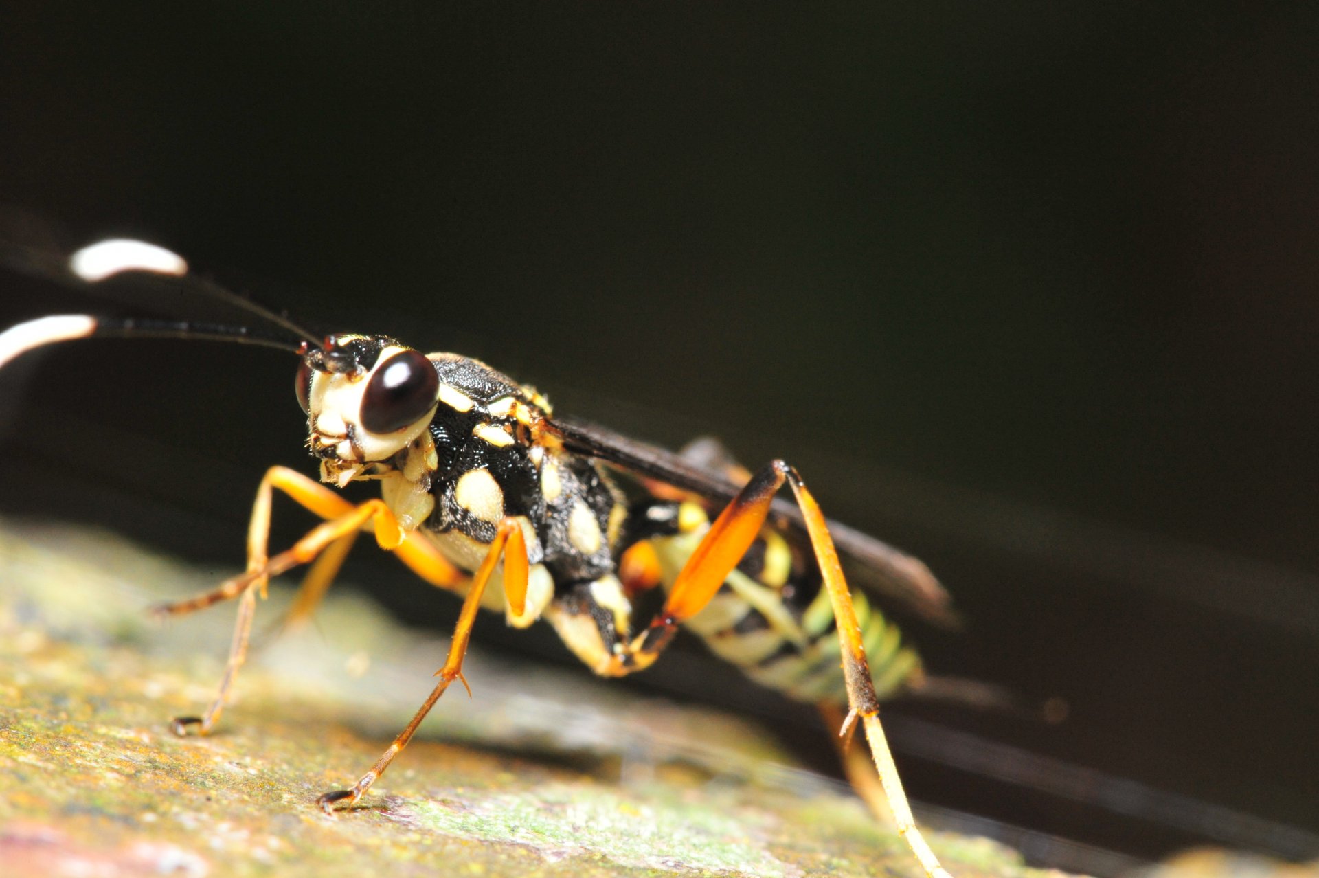 Download Animal Wasp HD Wallpaper