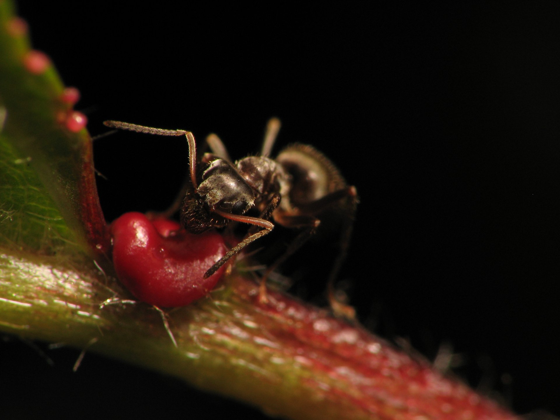 Download Animal Ant HD Wallpaper