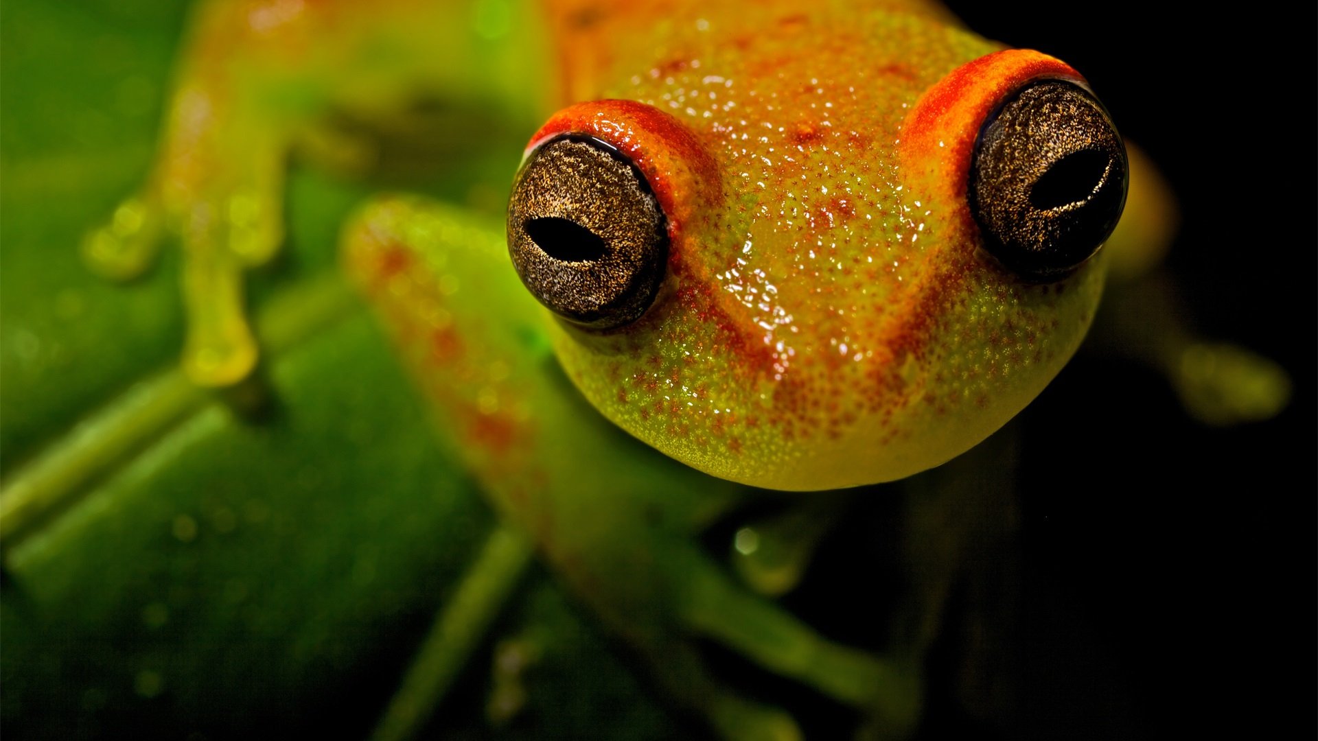 Download Animal Tree Frog HD Wallpaper