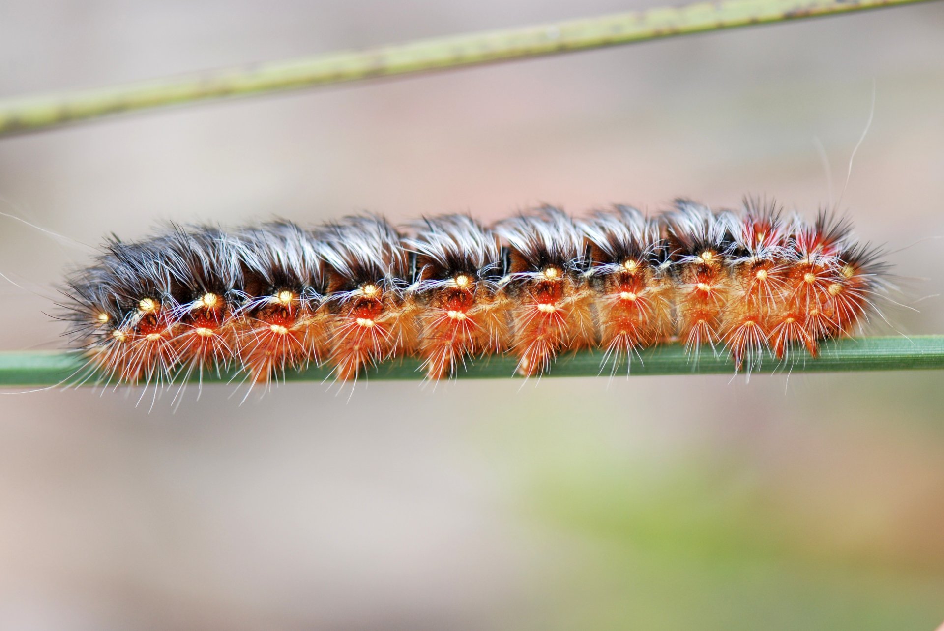 Download Animal Caterpillar HD Wallpaper