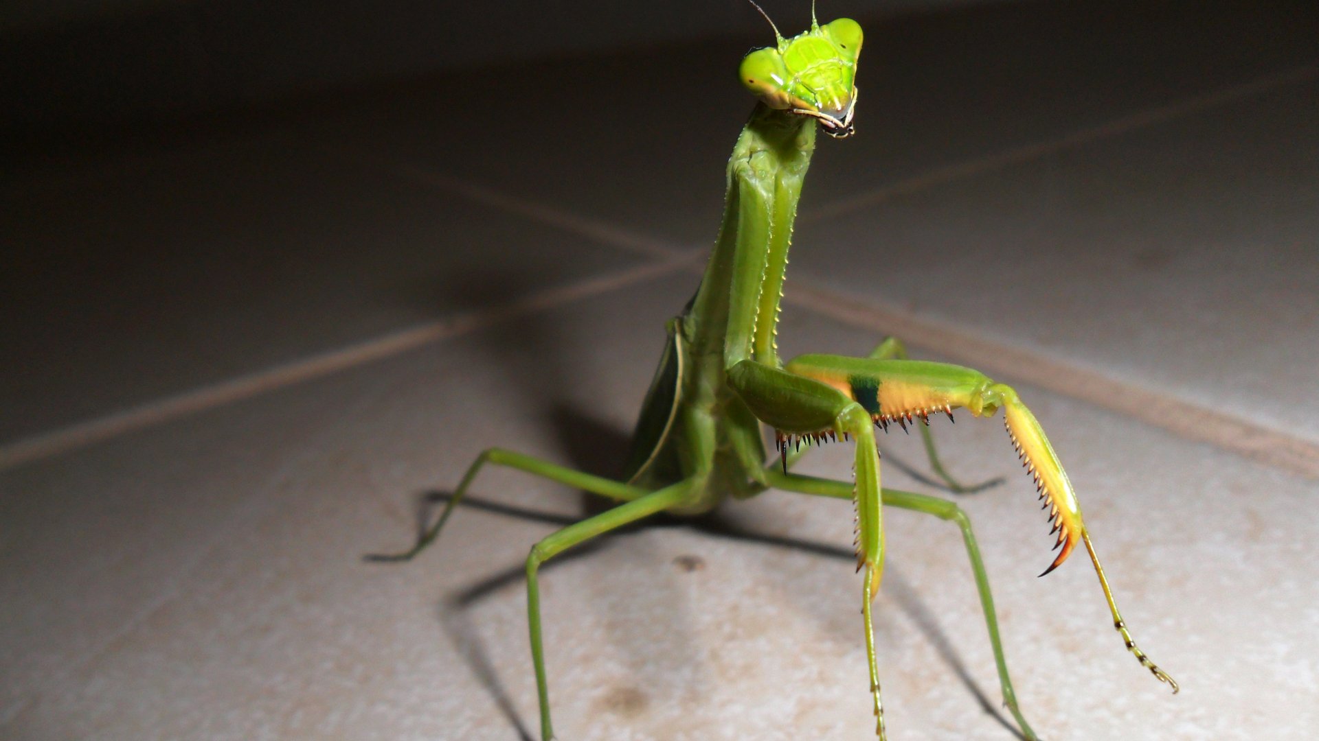 4K Ultra HD Praying Mantis Close-Up Wallpaper