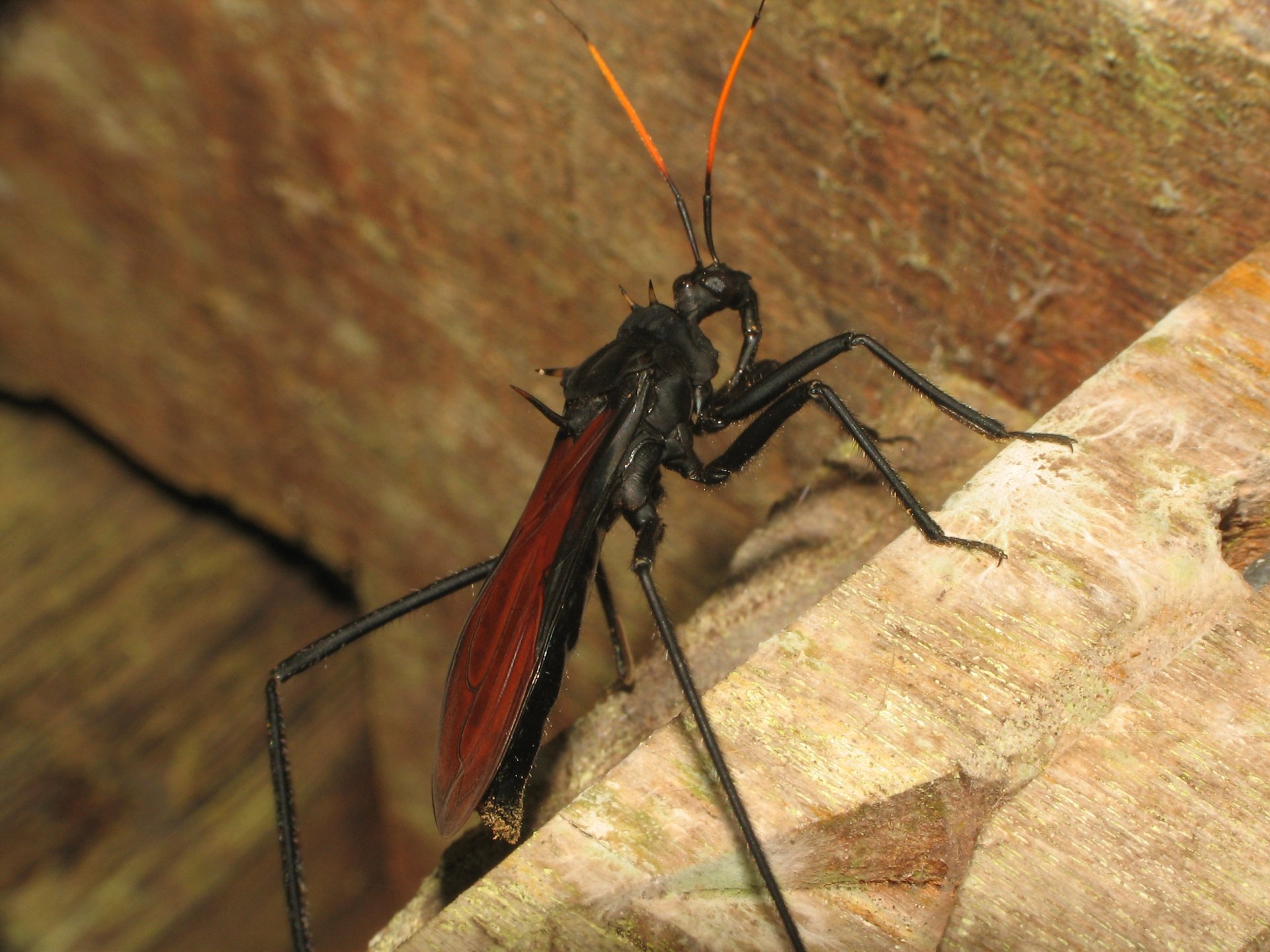 Animal Insect HD Wallpaper