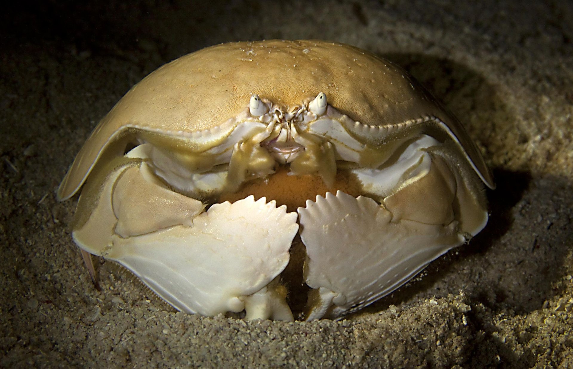 Download Animal Crab HD Wallpaper | 2500x1610 | Wallpaper Abyss