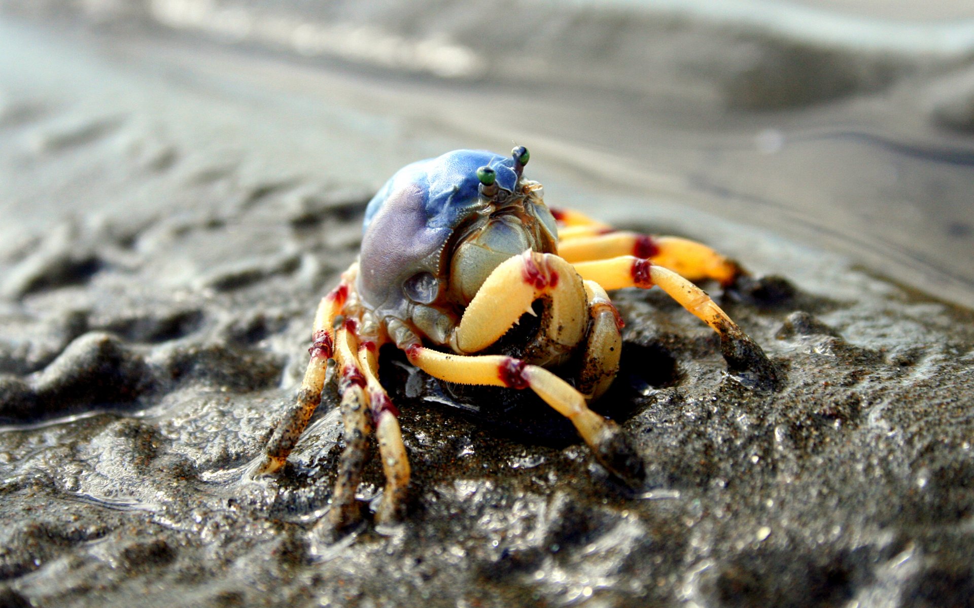 Download Animal Crab HD Wallpaper