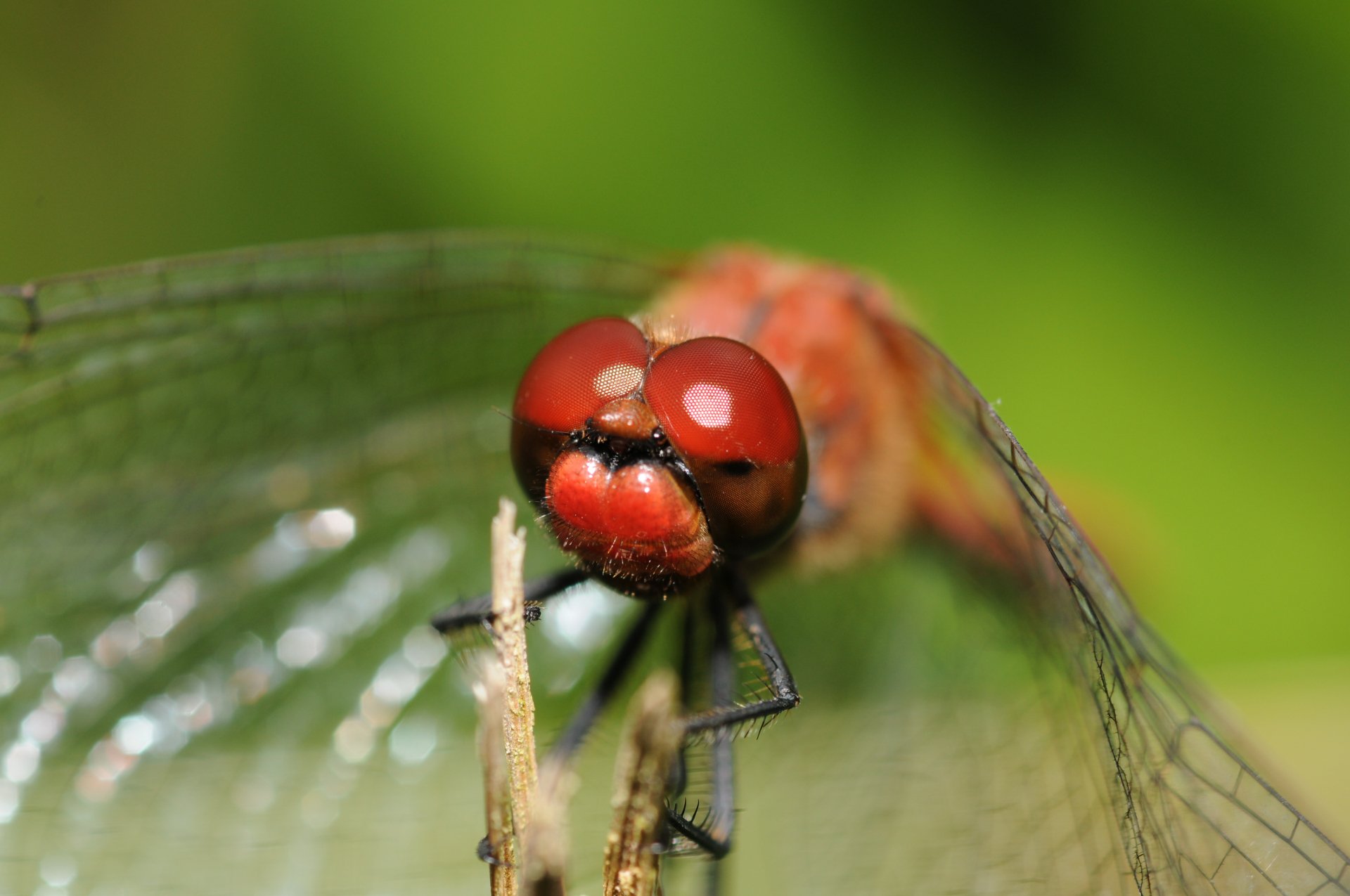 Download Animal Dragonfly 4k Ultra HD Wallpaper