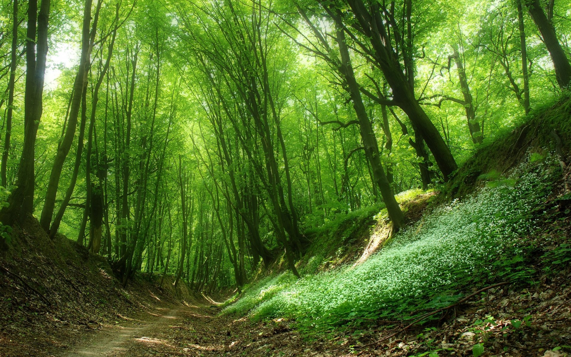 Serene Forest Path HD Wallpaper: Nature's Green Escape