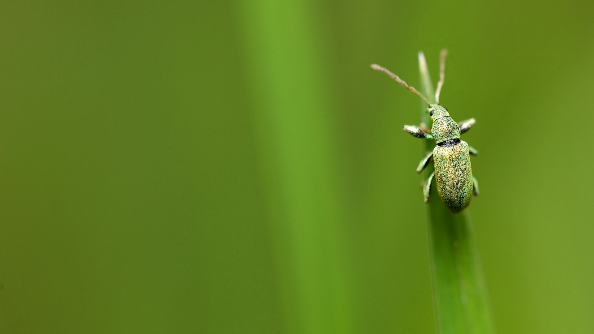 Insects 1920x1080 Hd Wallpaper
