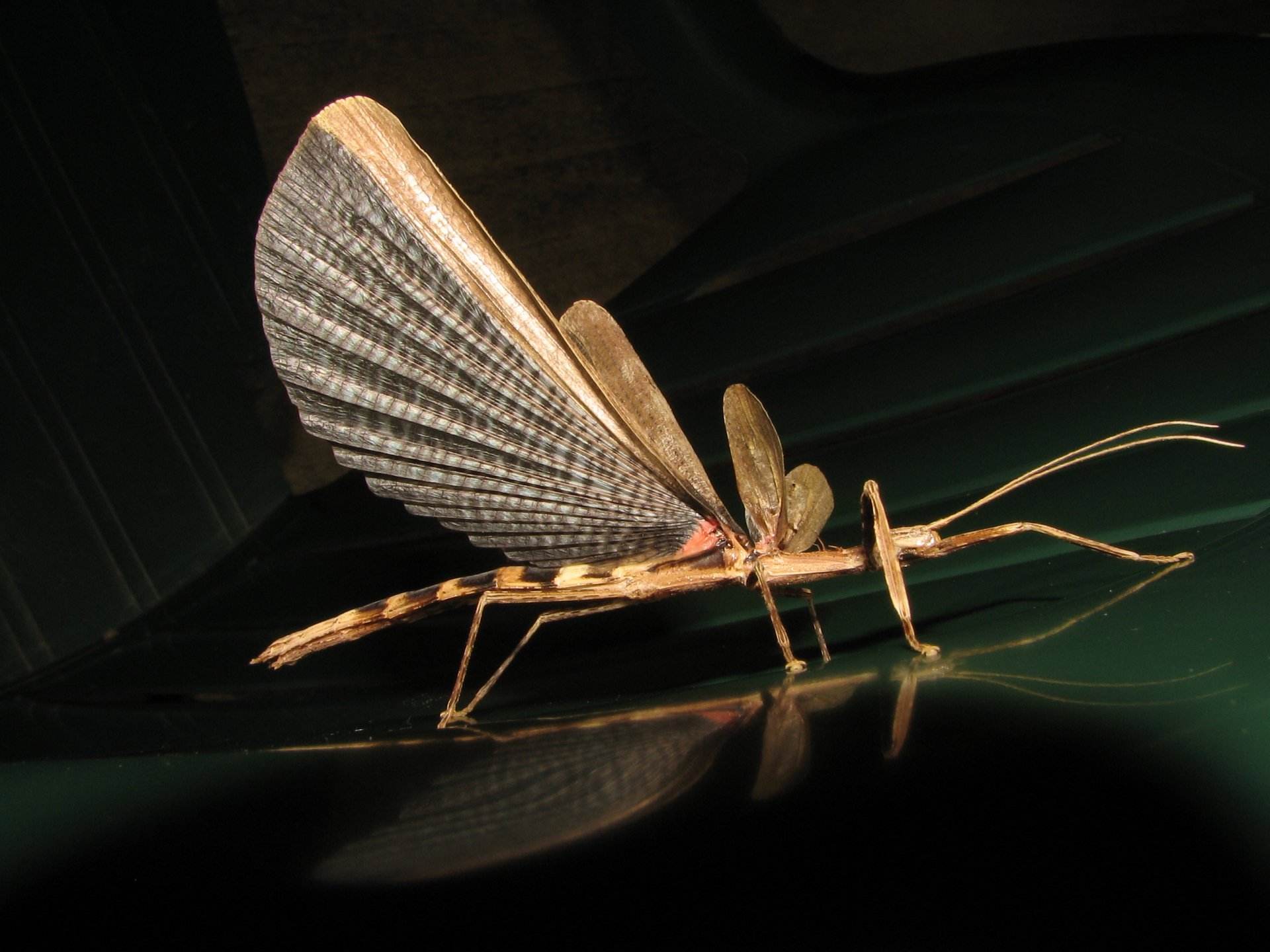 Amber-Winged Insect — 2K Quad HD Wallpaper | 2592x1944 | Wallpaper Abyss