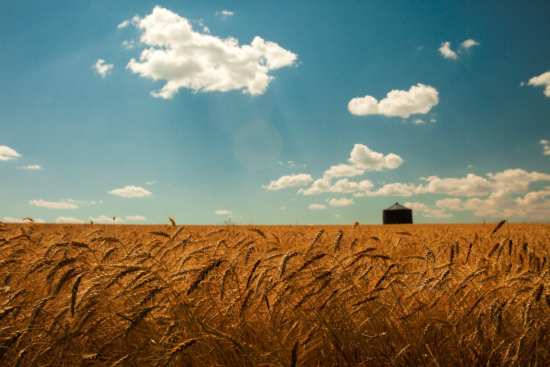Golden Field Serenity: Stunning HD Nature Wallpaper | 2048x1365 ...