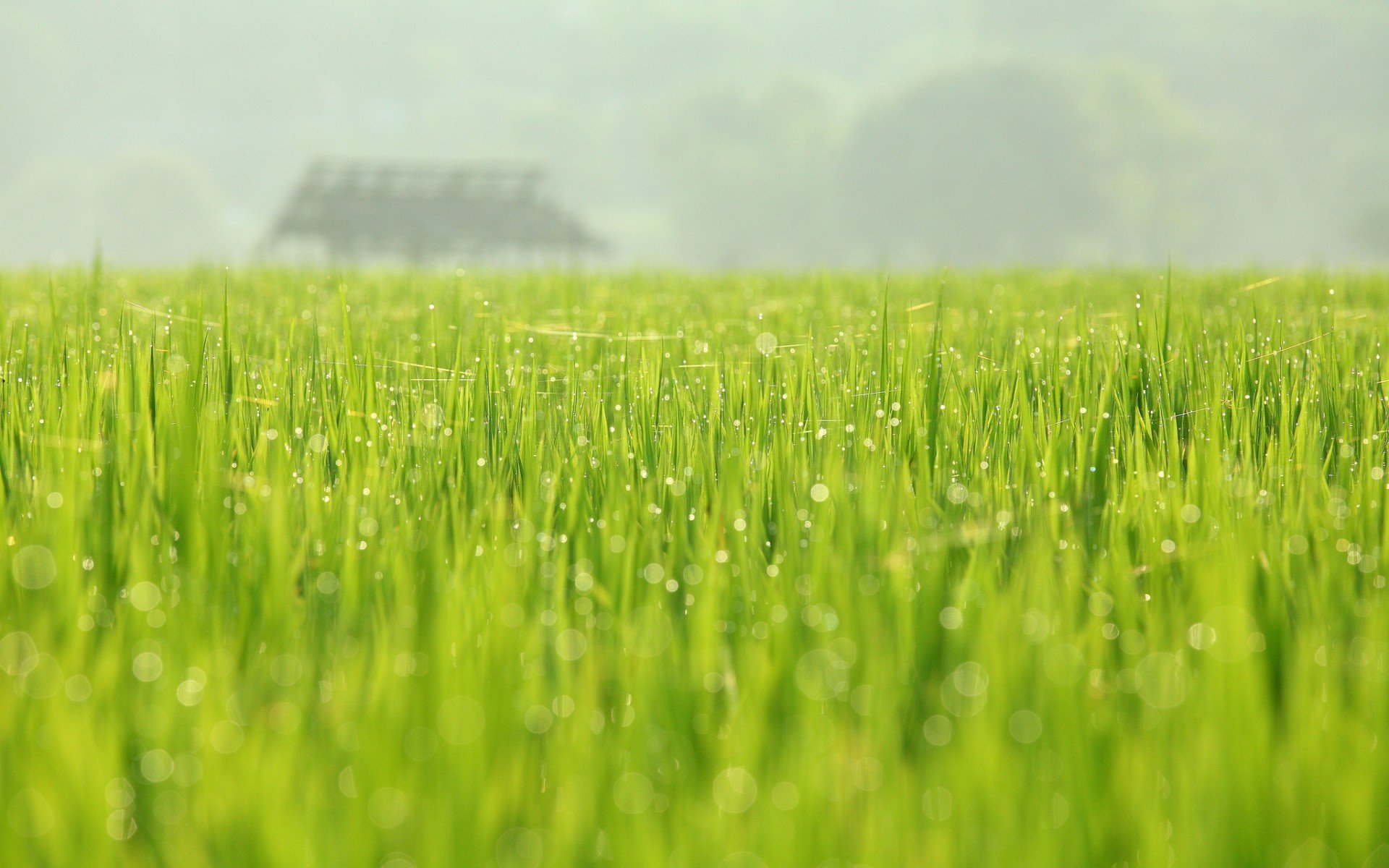 Serene Morning Dew on Lush Green Grass - HD Nature Wallpaper