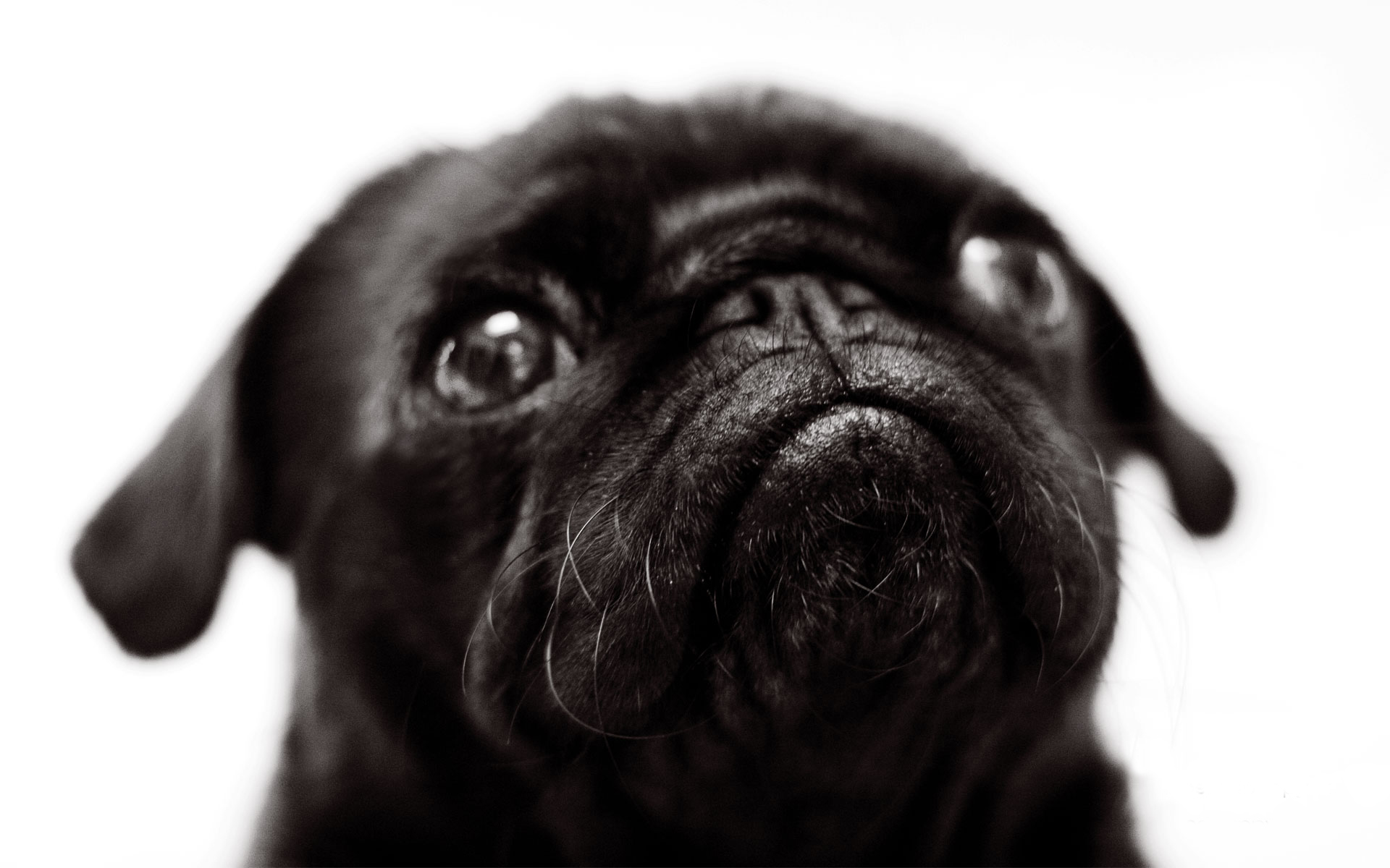 Charming Black Pug - HD Wallpaper