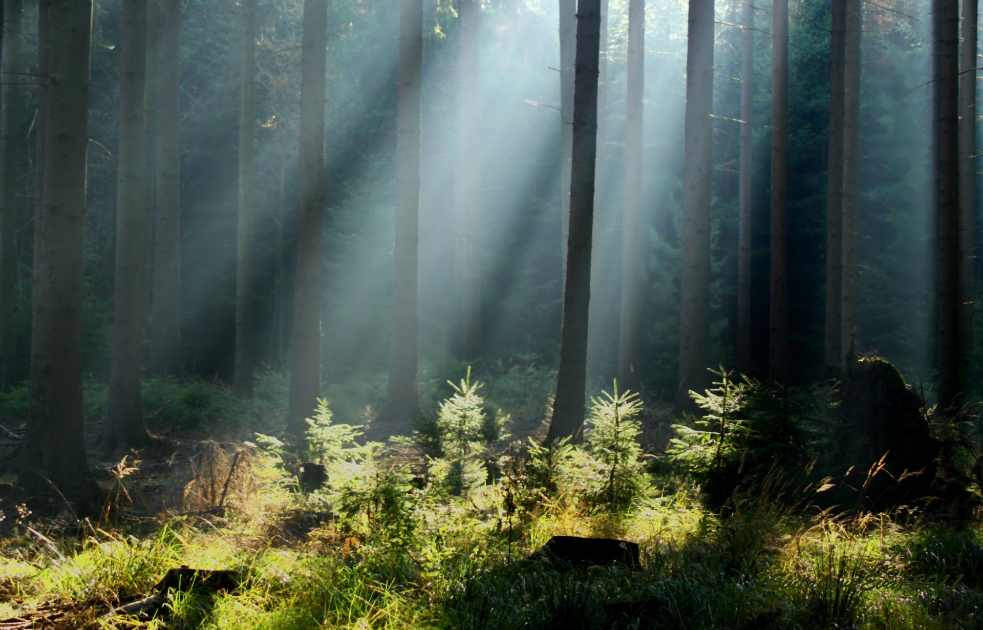 2K Quad HD — Sunlit Forest Nature Wallpaper | 3788x2426 | Wallpaper Abyss
