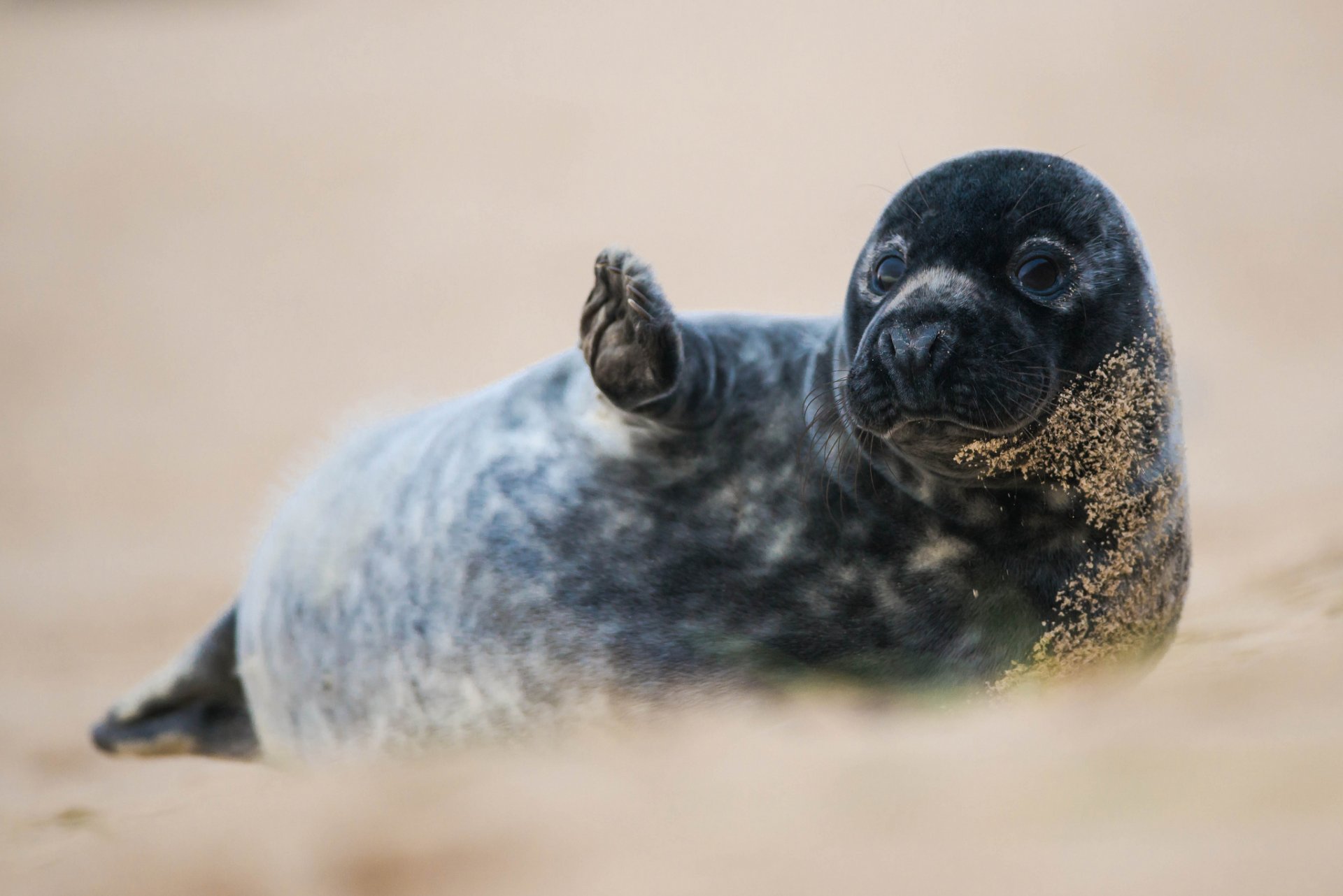Charming Seal HD Wallpaper: A Delightful Animal in Nature