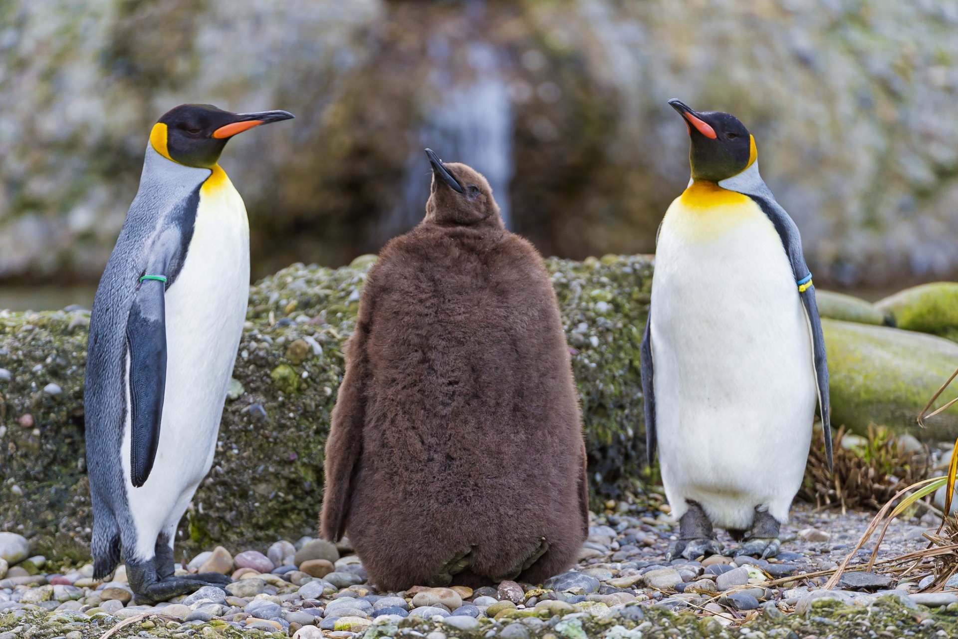Majestic Penguin Family HD Wallpaper: Nature’s Charming Birds in ...