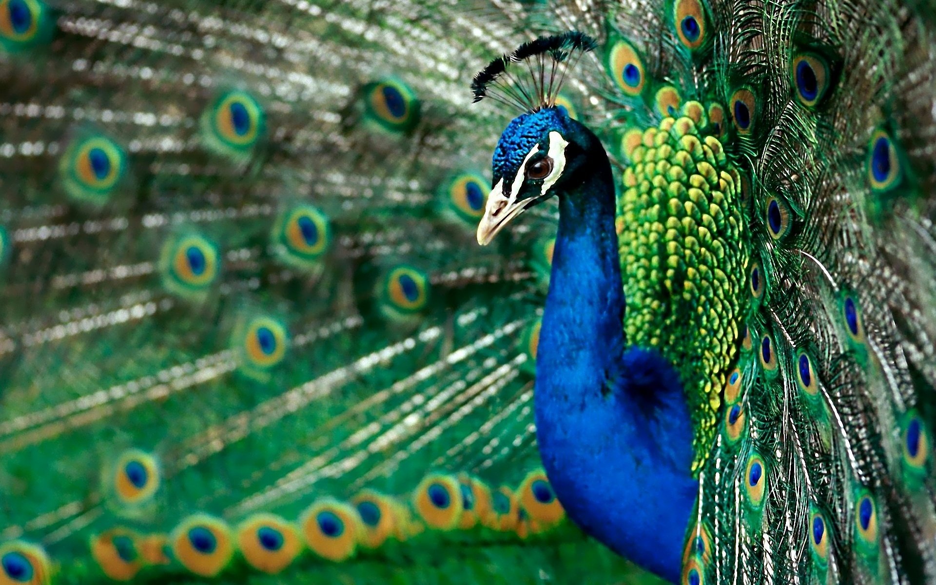 Stunning Peacock: A Vibrant HD Wallpaper