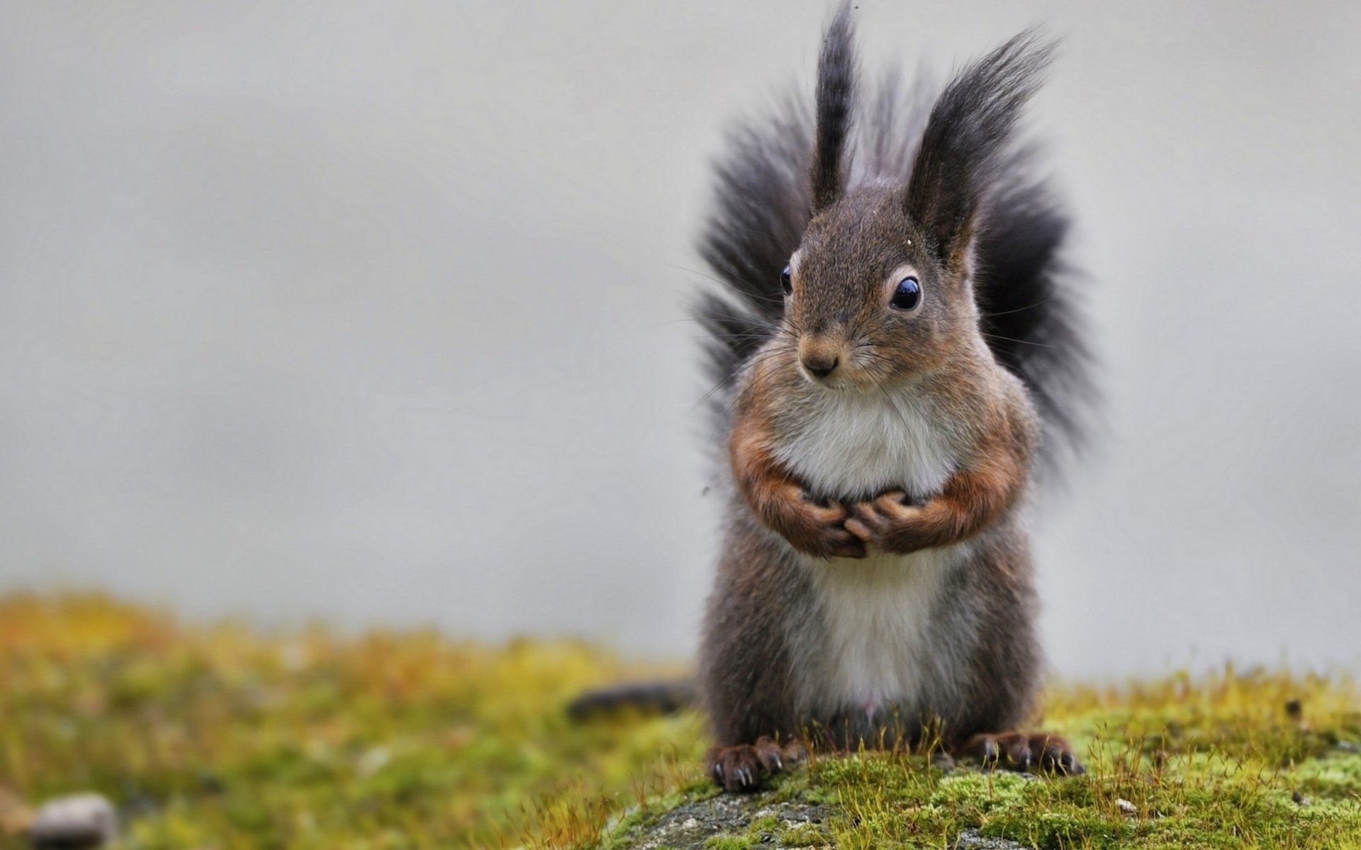 Majestic Squirrel in HD: Nature's Tiny Acrobat | 1920x1200 | Wallpaper ...