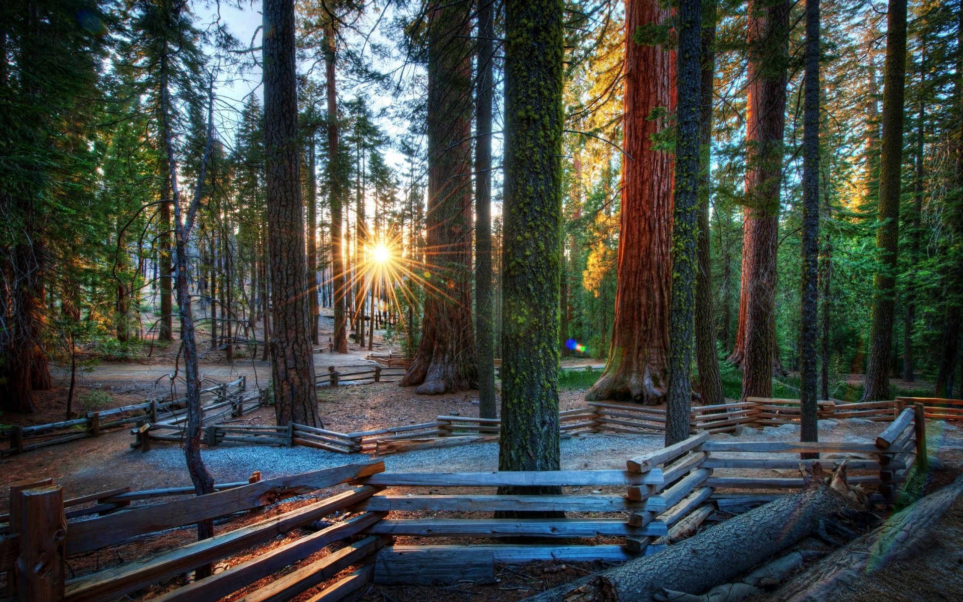 Download Fence Tree Forest Photography Sunbeam HD Wallpaper