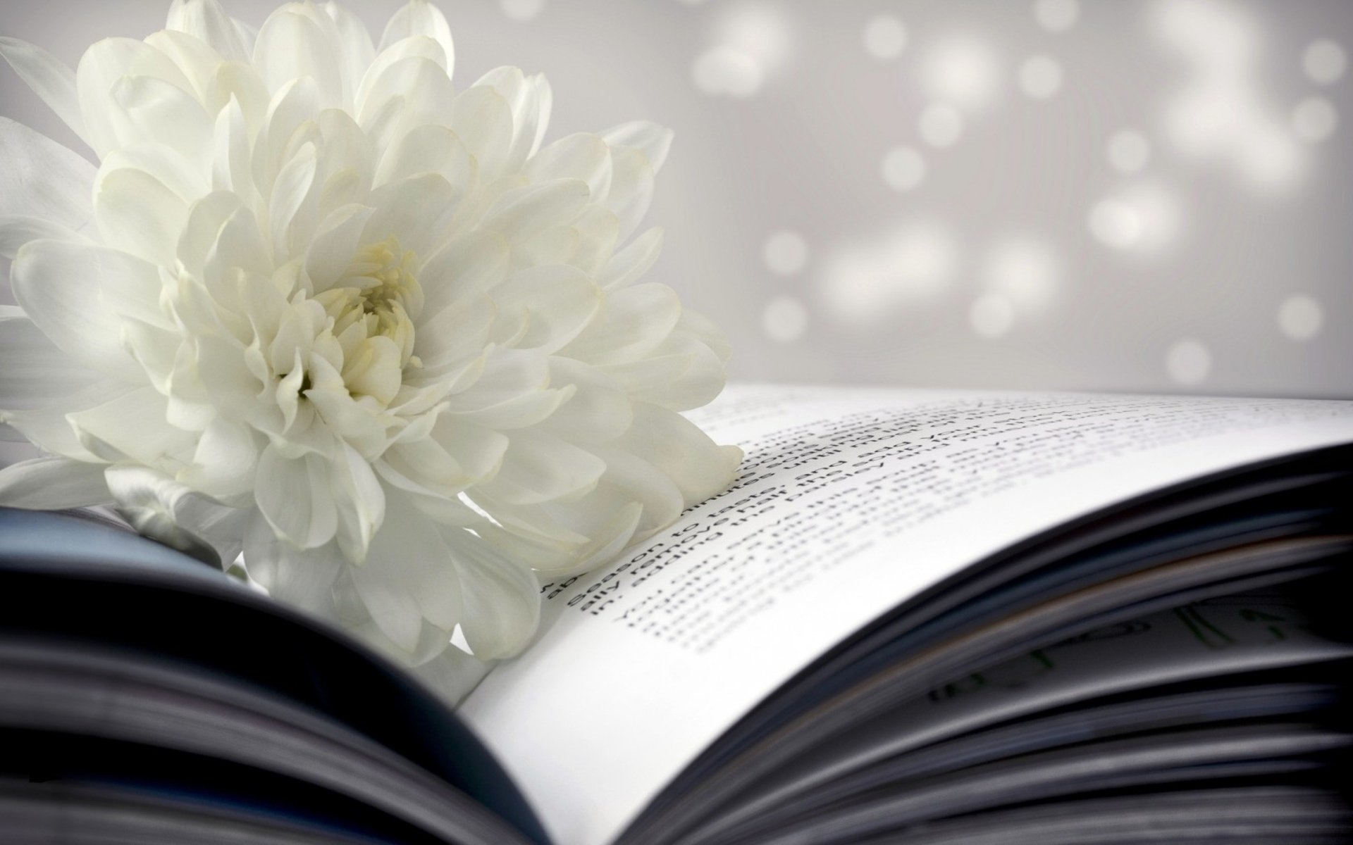 Elegant HD Wallpaper of a Book with a White Flower