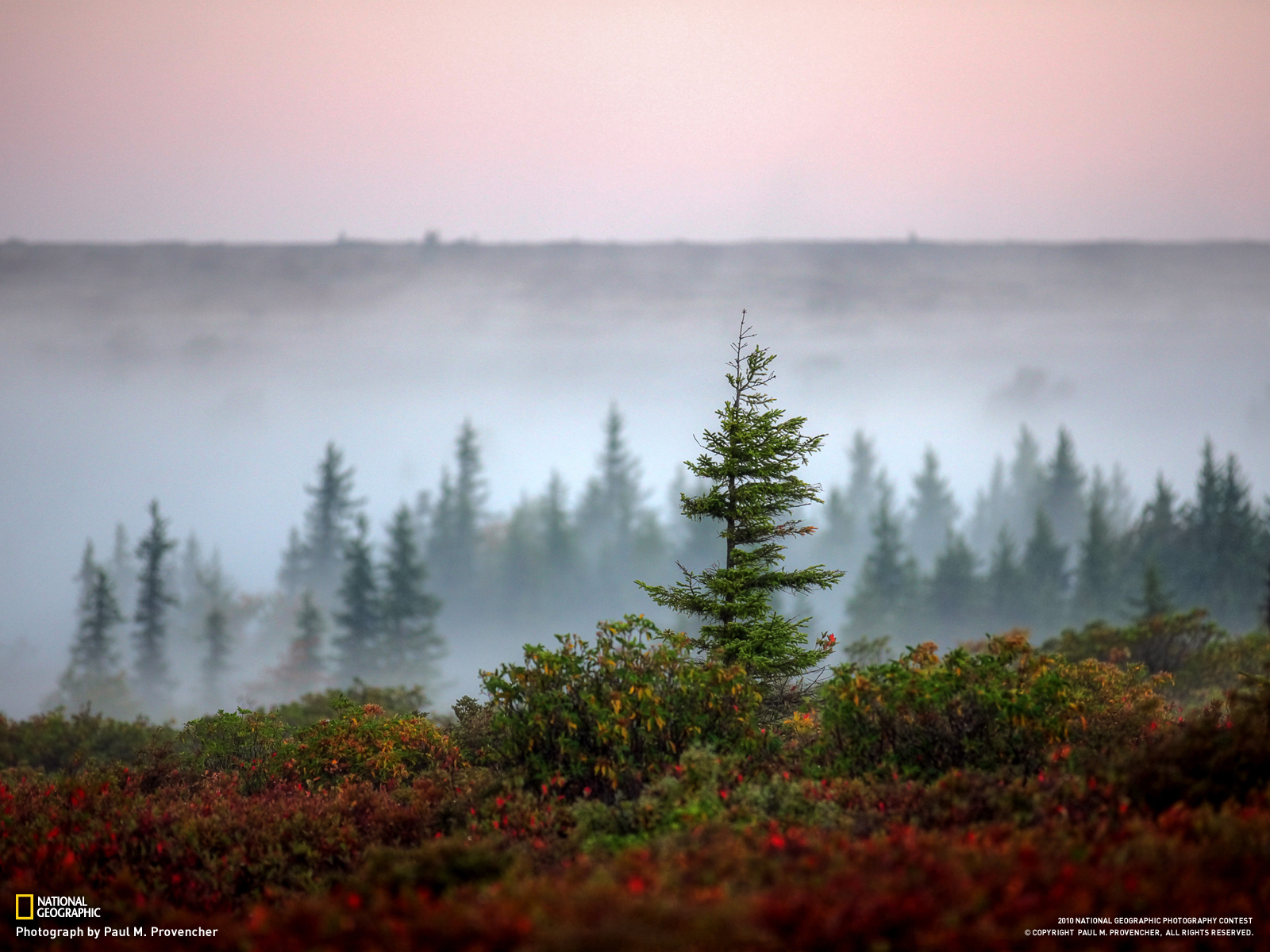 Download Nature Tree Wallpaper