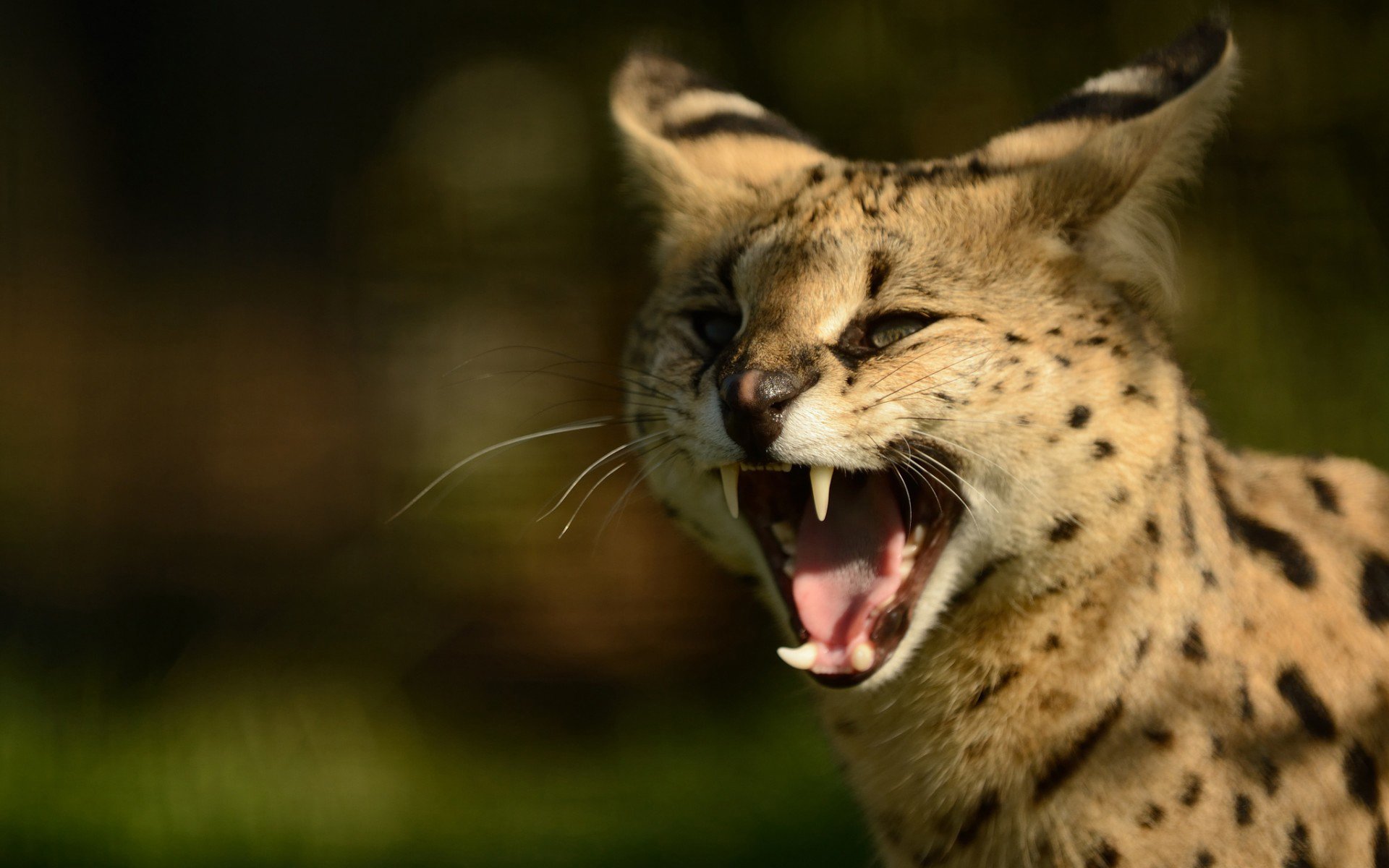 Animal Serval HD Wallpaper