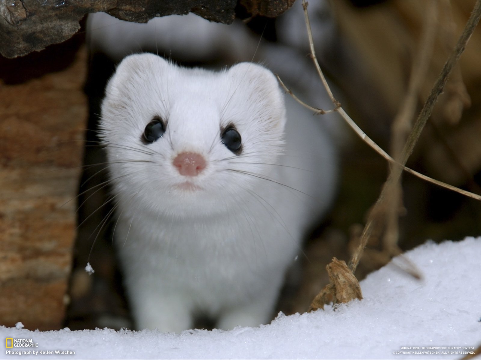 Download The Stoat Animal Stoat Wallpaper