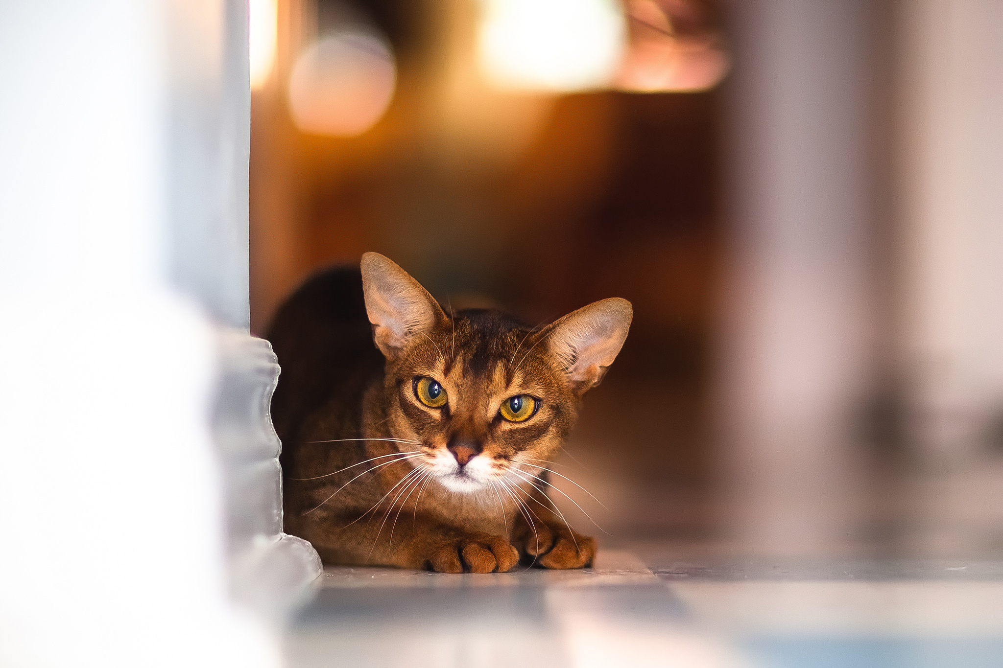Stunning HD Wallpaper of a Curious Cat