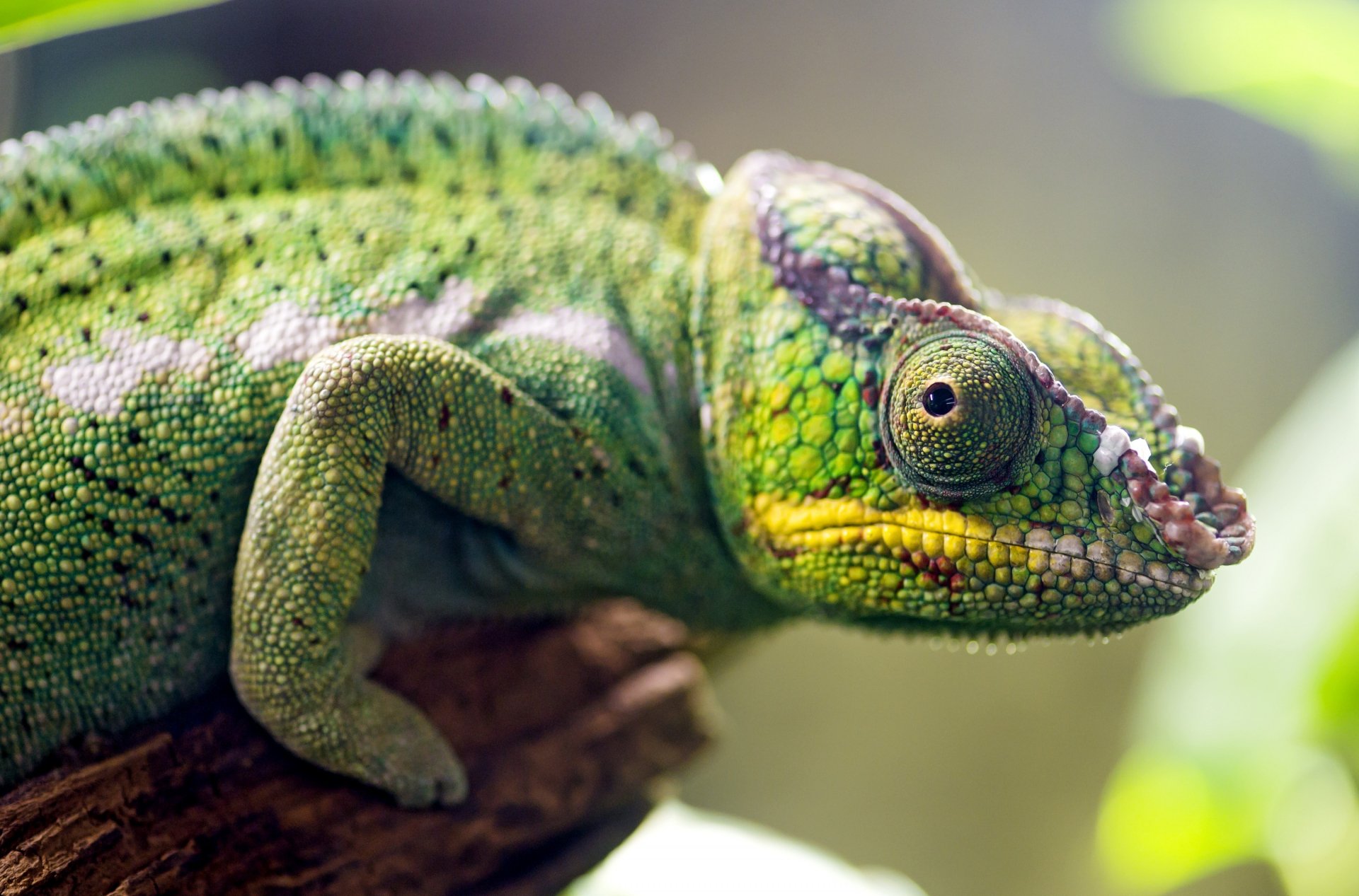 Vibrant Chameleon HD Wallpaper