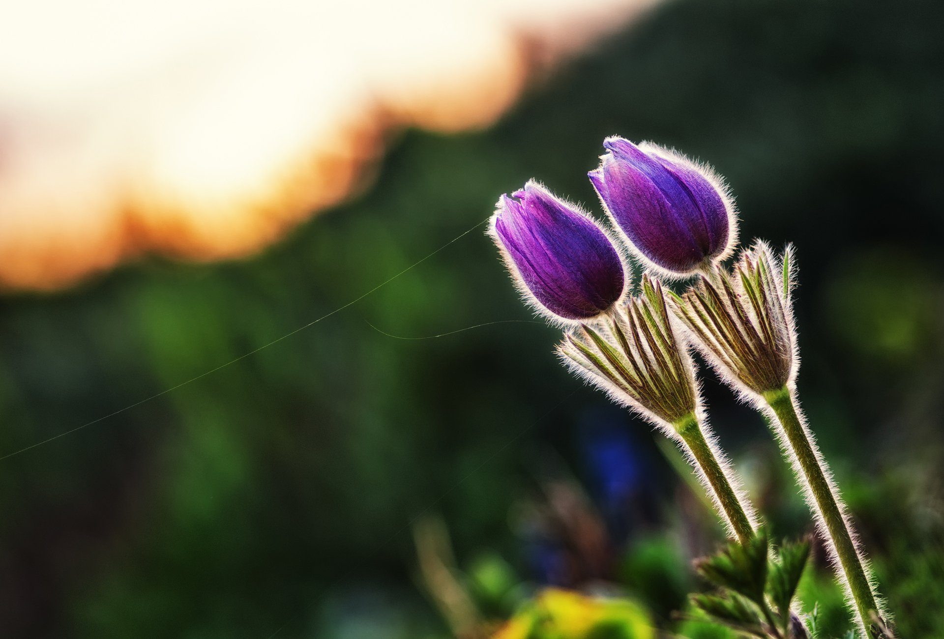 Vibrant Nature Blossom: HD Floral Serenity | 1920x1300 | Wallpaper Abyss