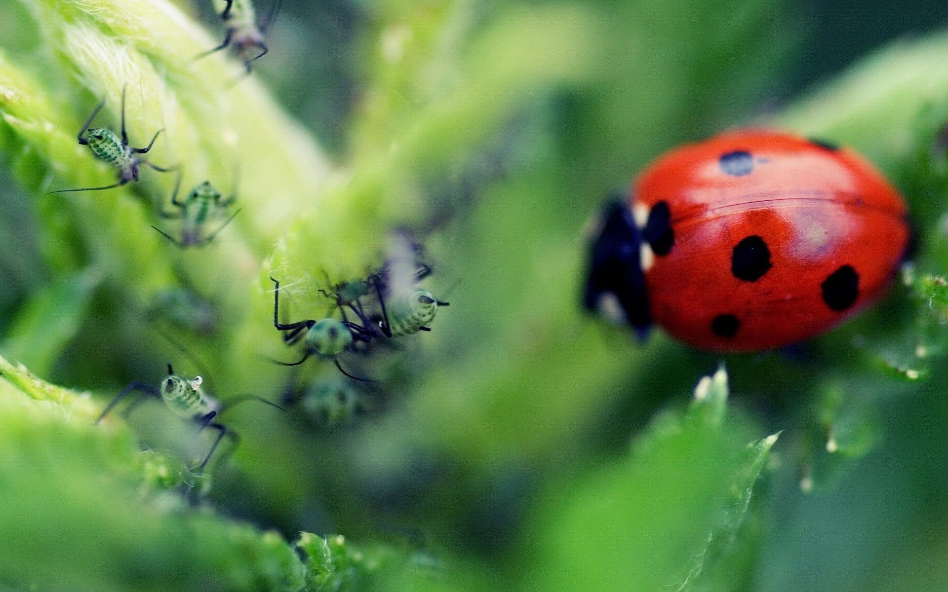 Download Animal Ladybug HD Wallpaper