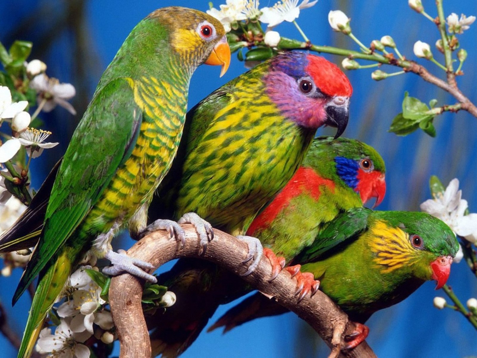 Vibrant Parrots: A Stunning HD Wallpaper Experience