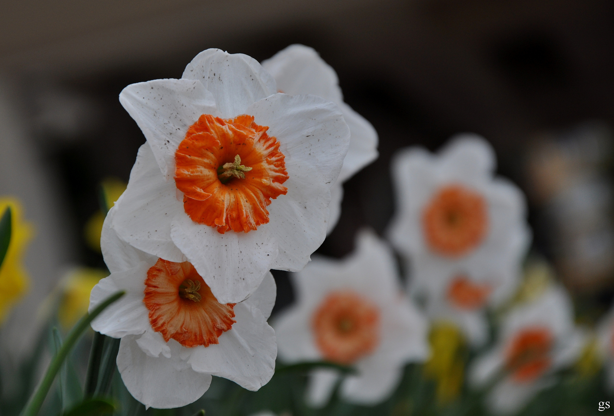 Flower Daffodil Hd