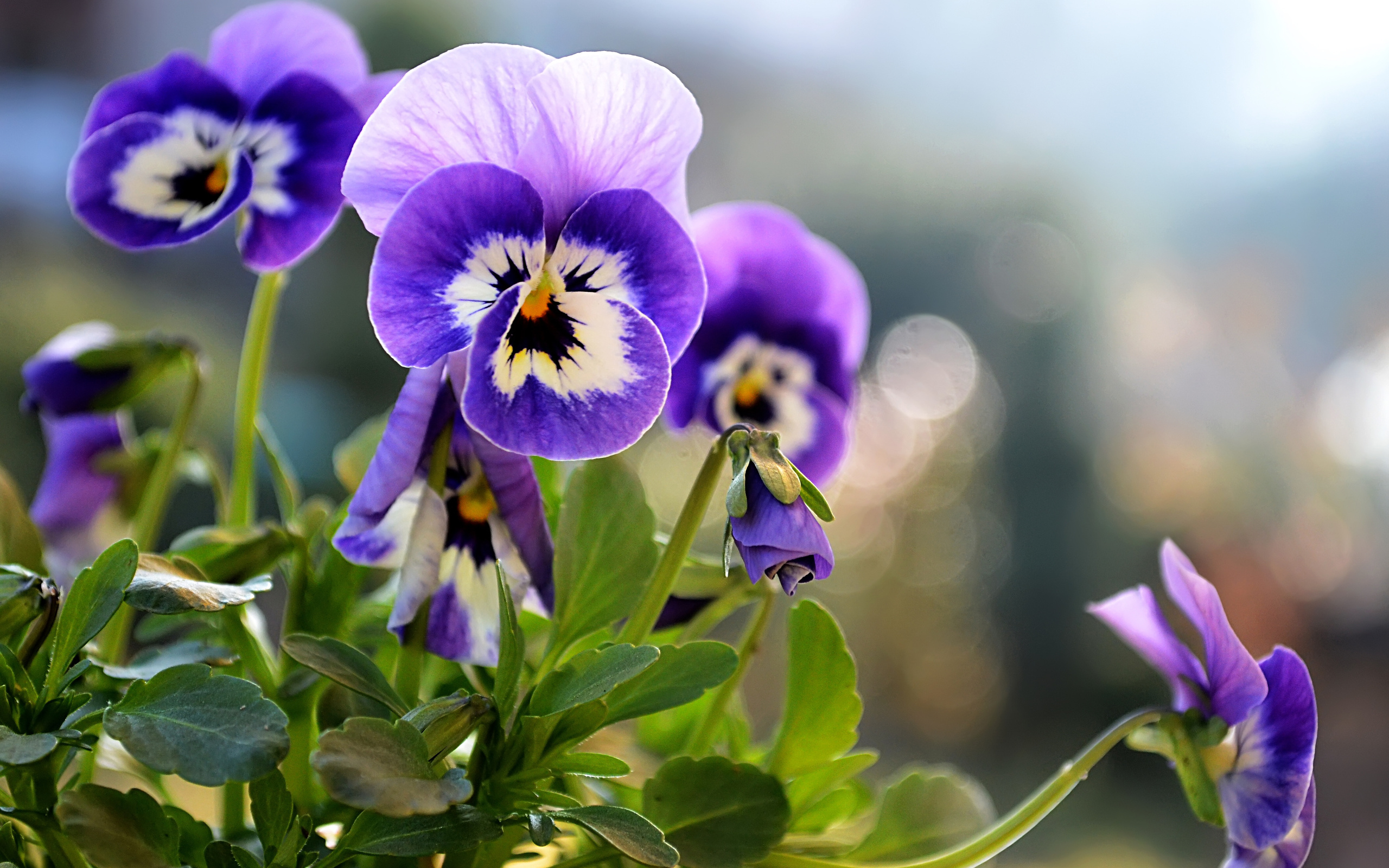 Download Nature Flower HD Wallpaper